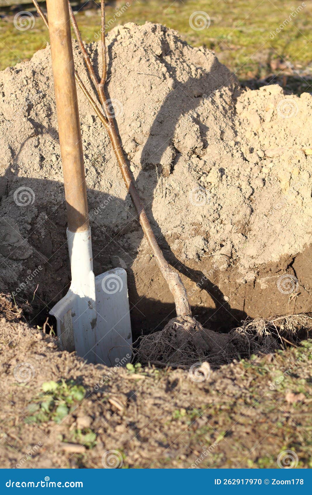 Time to plant trees stock photo. Image of plantation - 262917970