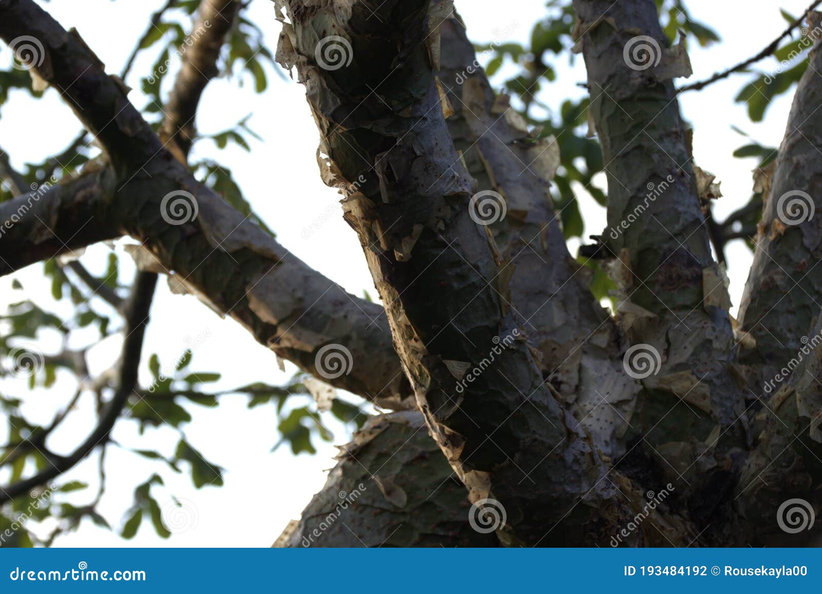 Peeling Skin Off a Tree stock photo. Image of peel, green - 193484192