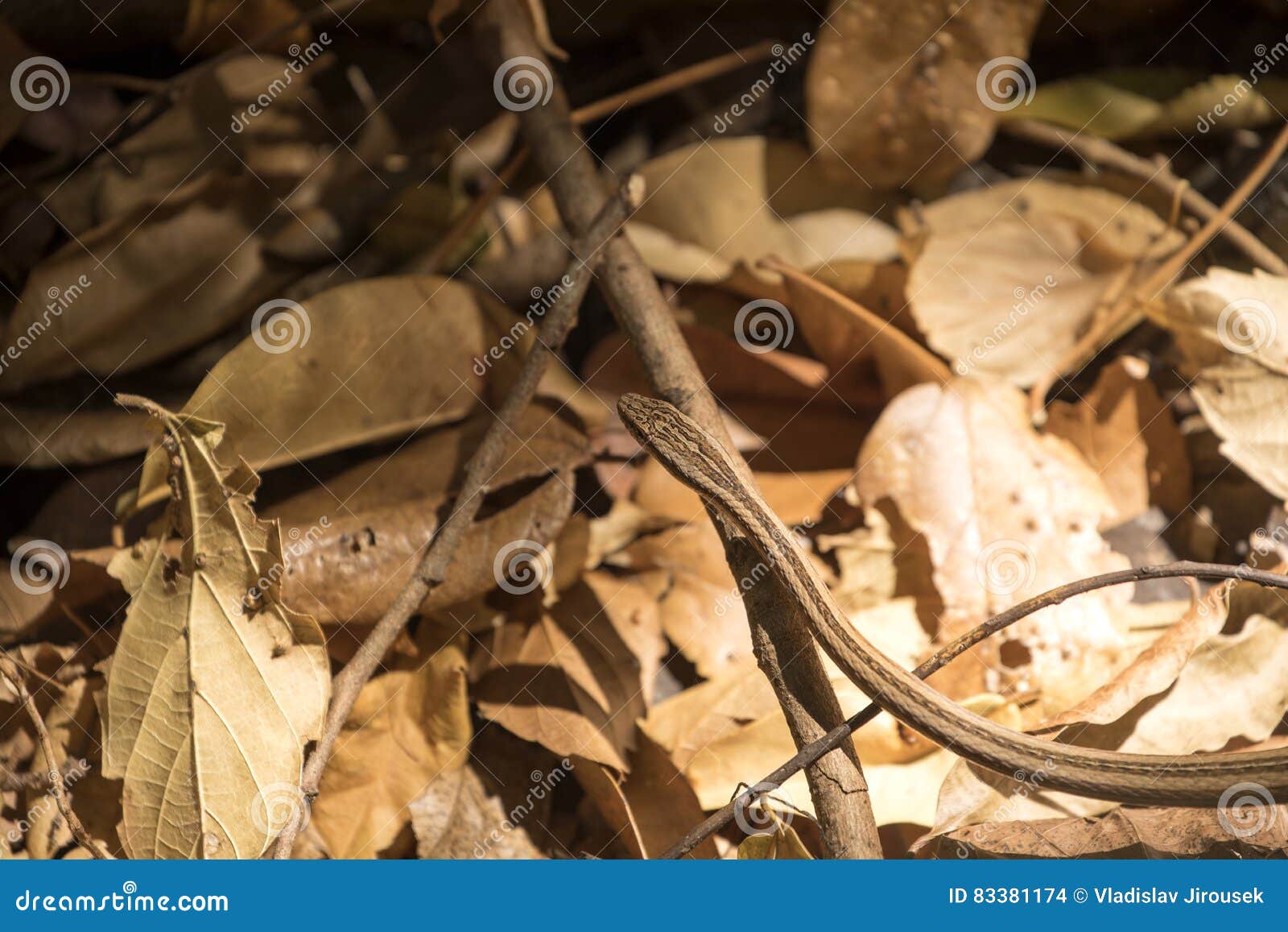 Thin Snake Probably Genus Liophidium, Reservation Ankarana, Madagascar ...