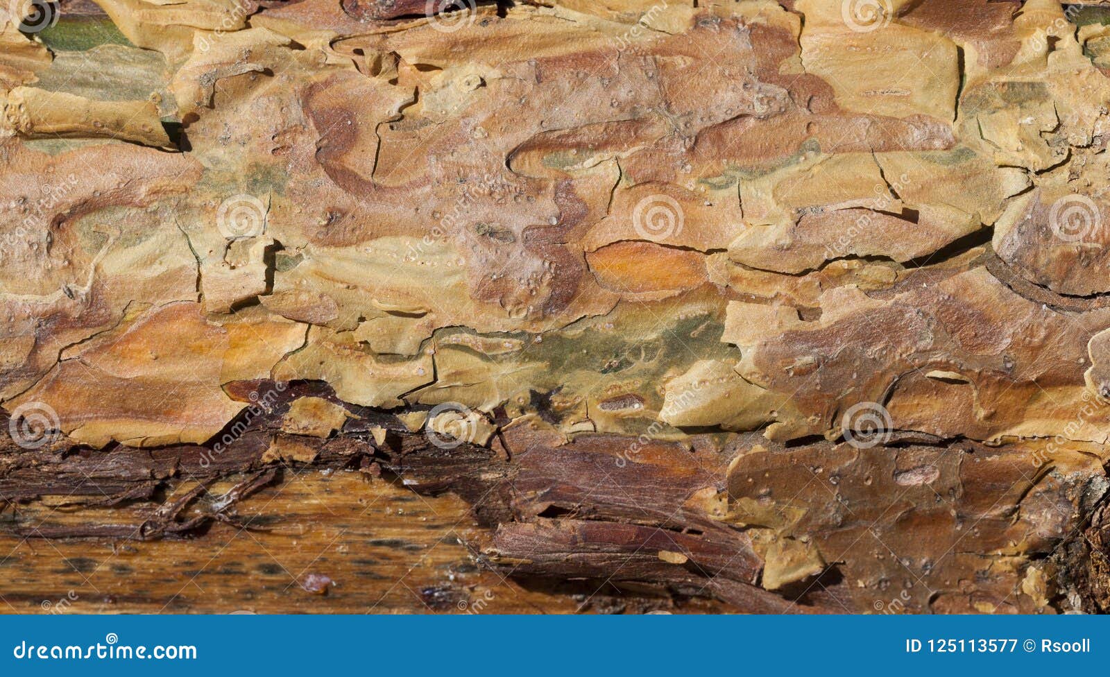 Bark of young pines stock image. Image of outdoor, countryside - 125113577