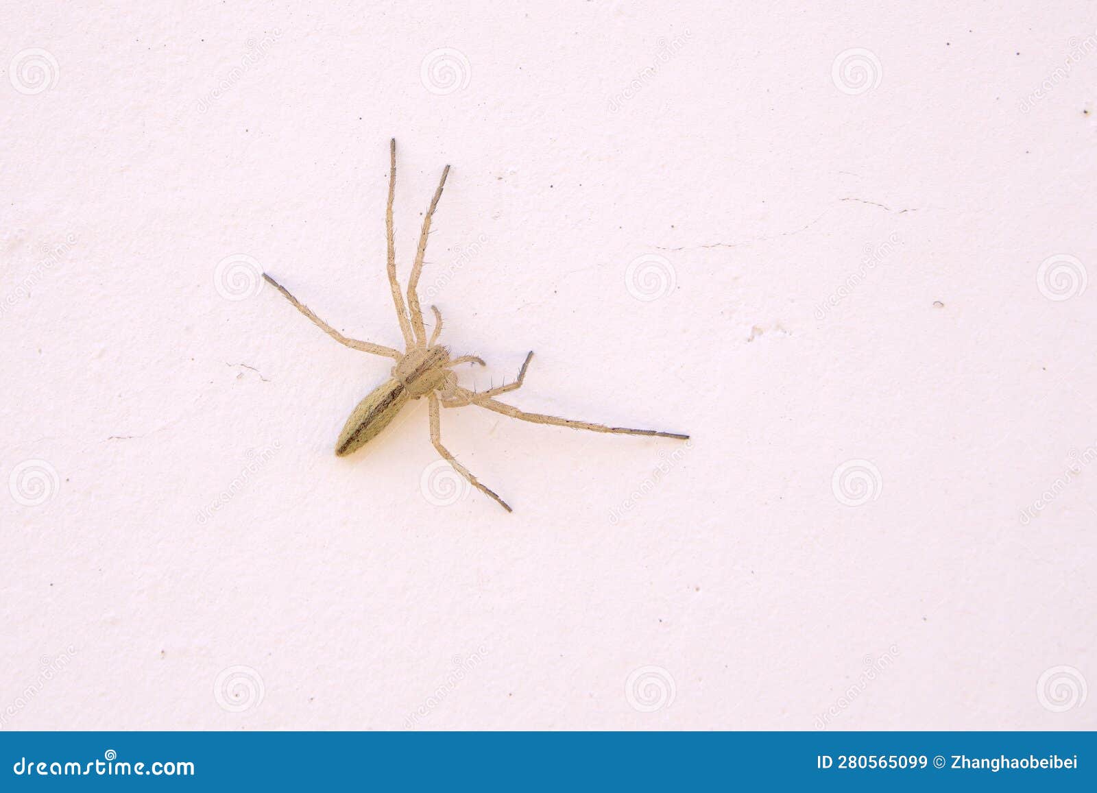Thin spider stock image. Image of thin, animals, wild - 280565099