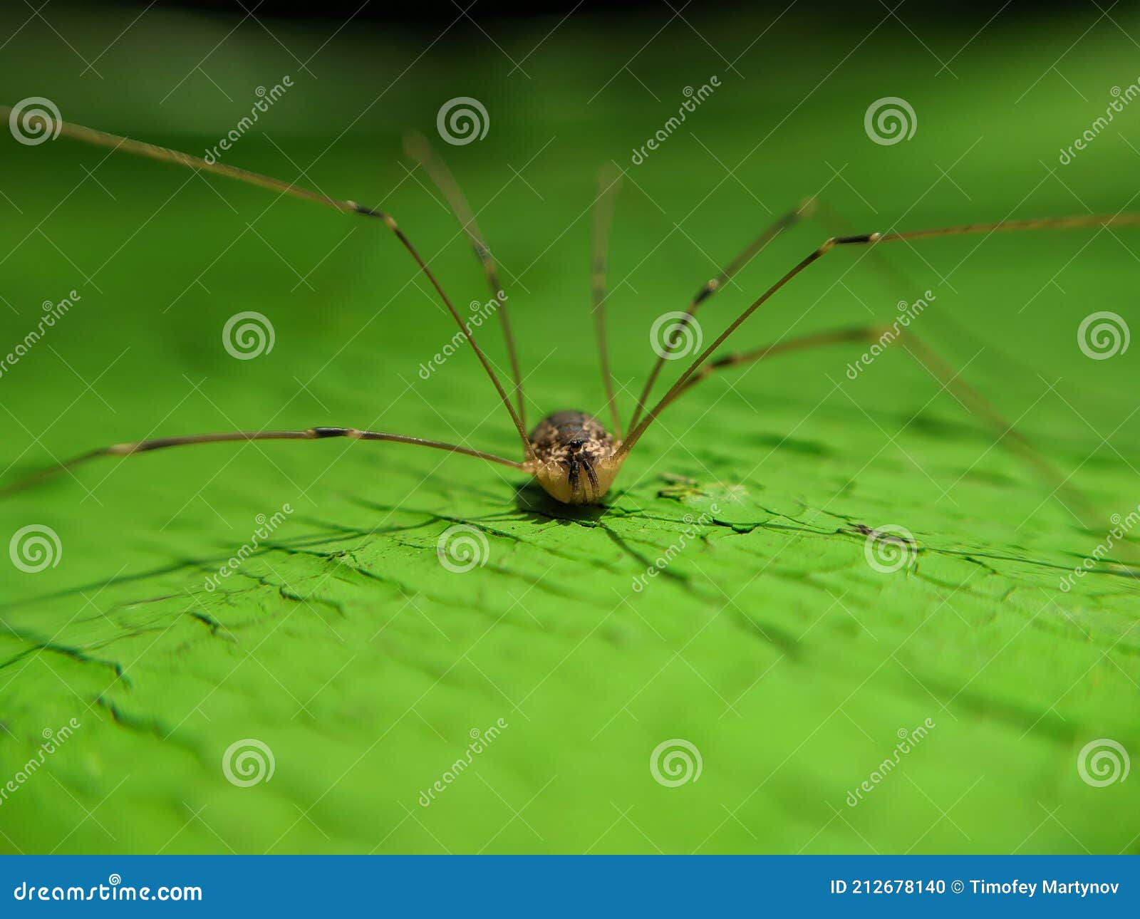 Thin spider macro stock photo. Image of dragonfly, grass - 212678140