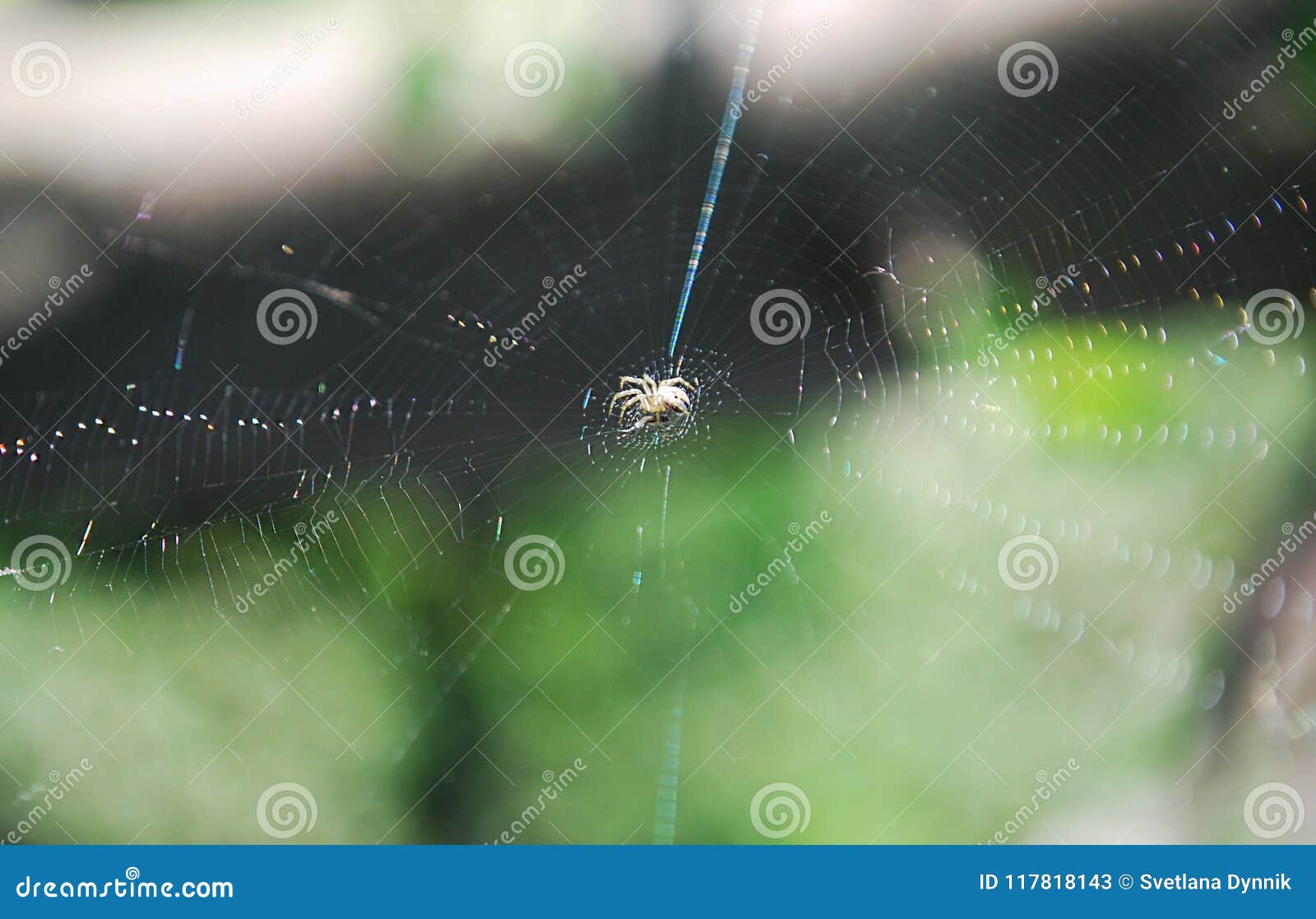 A Little Spider Sits in an Ambush on a Thin Spider Web Stock Image ...