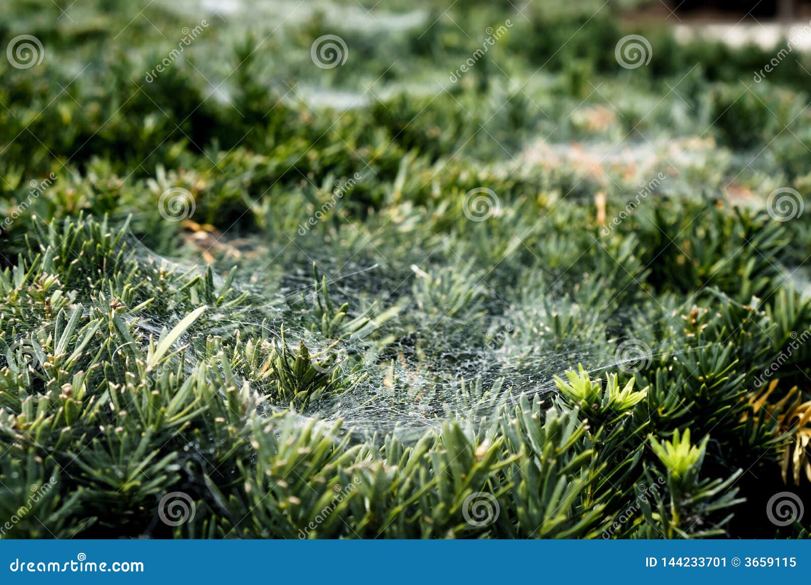 Thin Spider Web on Pine Branches of Fir-tree Stock Image - Image of ...