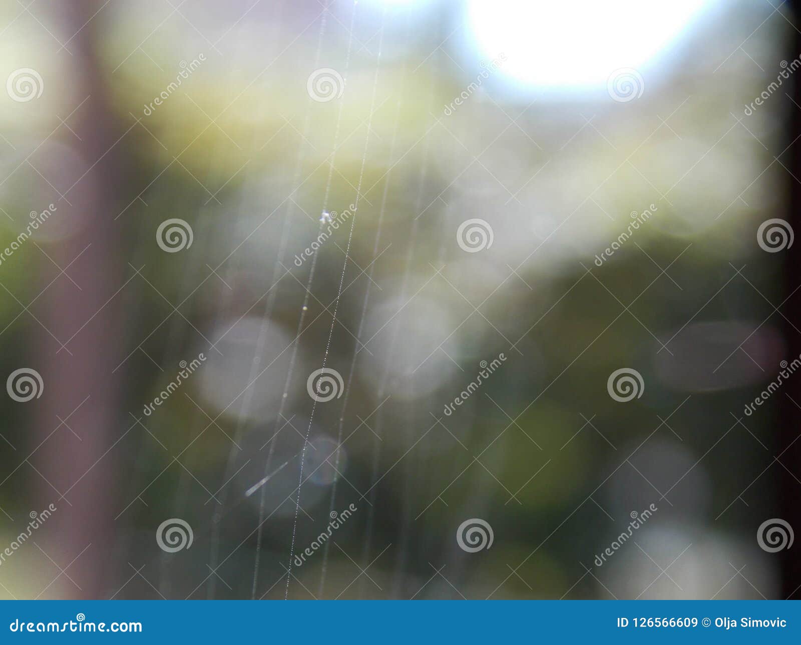Thin spider web stock image. Image of light, macro, thin - 126566609