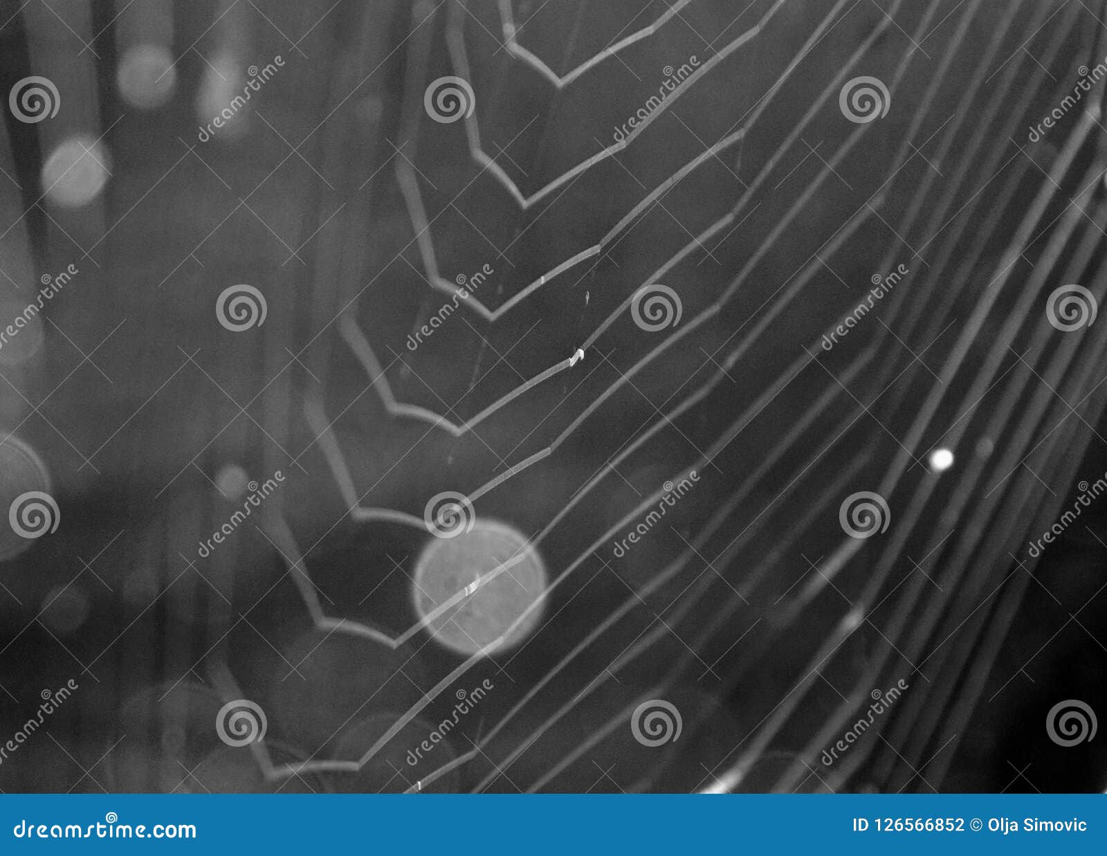 Thin spider web stock photo. Image of color, nature - 126566852