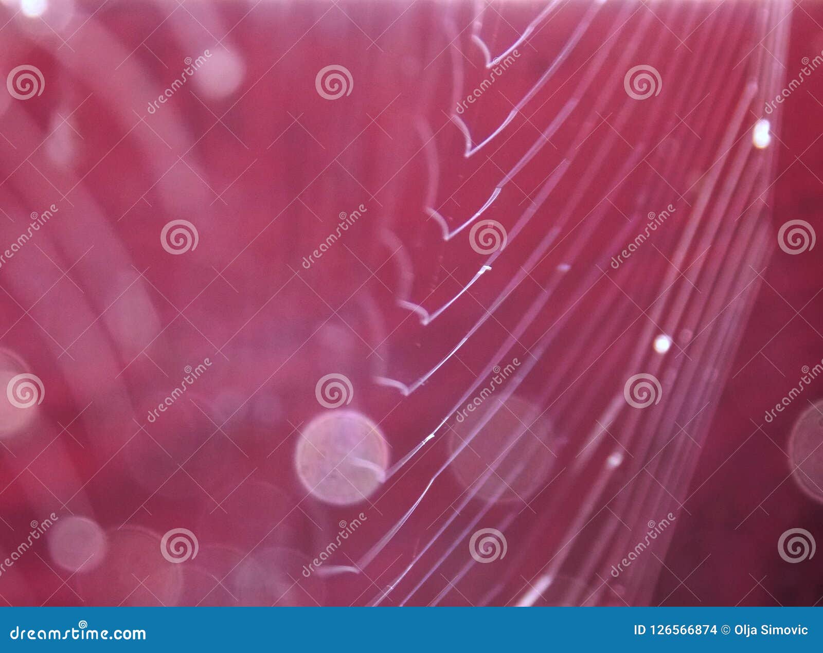 Thin spider web stock photo. Image of nature, spider - 126566874