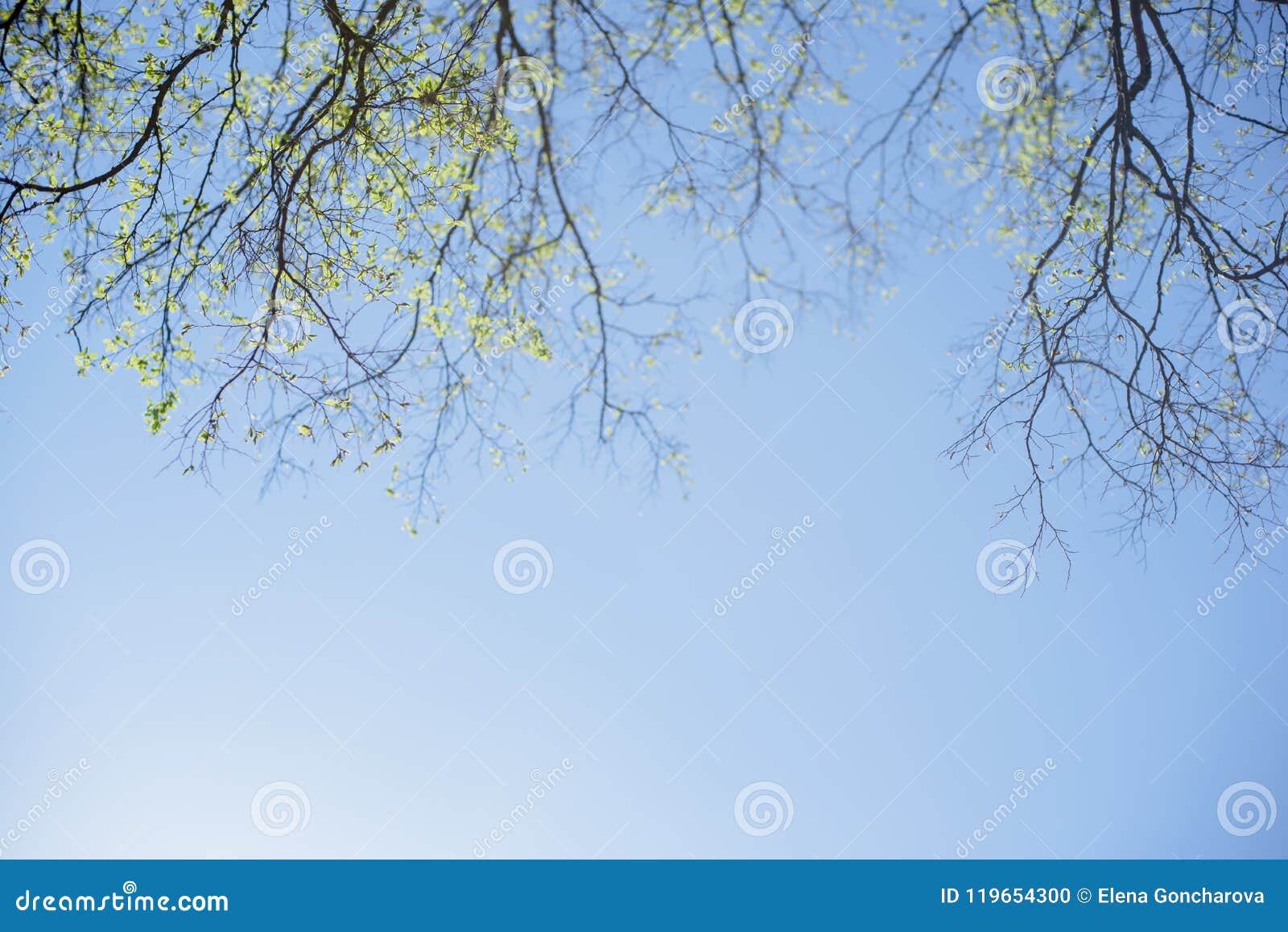 Thin Spring Twigs of a Tree Against a Blue Sky. Stock Photo - Image of ...