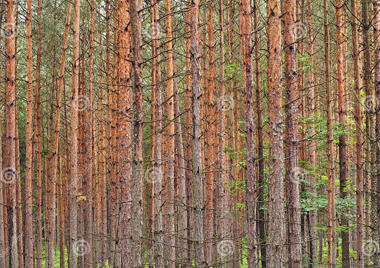 Thin Spruce Tree Trunk Pattern Abstract Background Stock Photo - Image ...