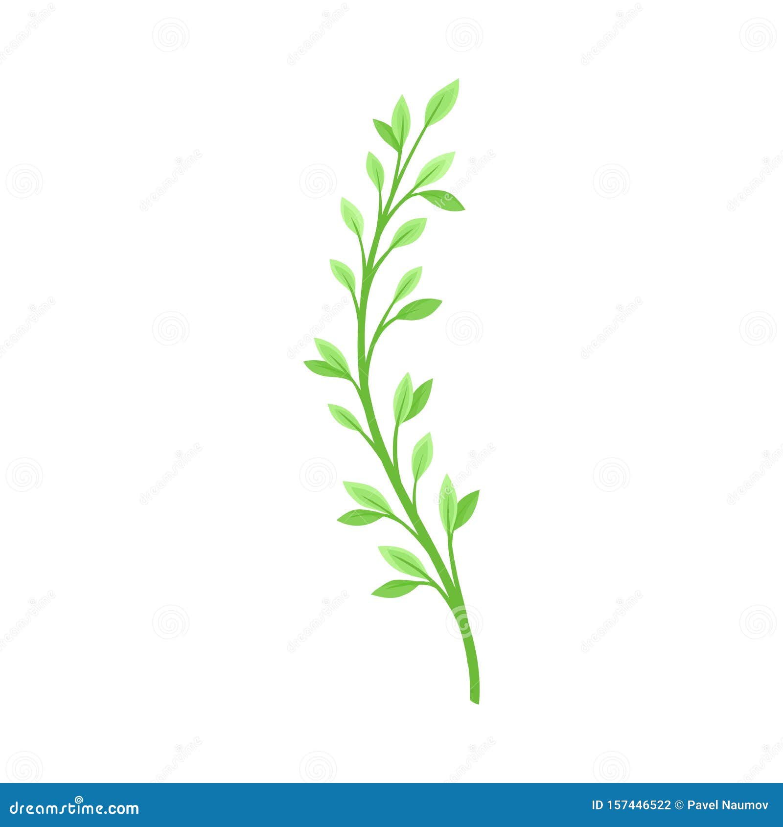 Thin Stem with Leaves. Vector Illustration on a White Background. Stock ...