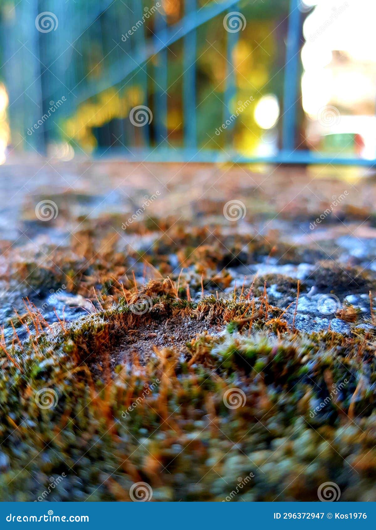 Thin Stalks of Moss Growing on the Asphalt Stock Image - Image of ...