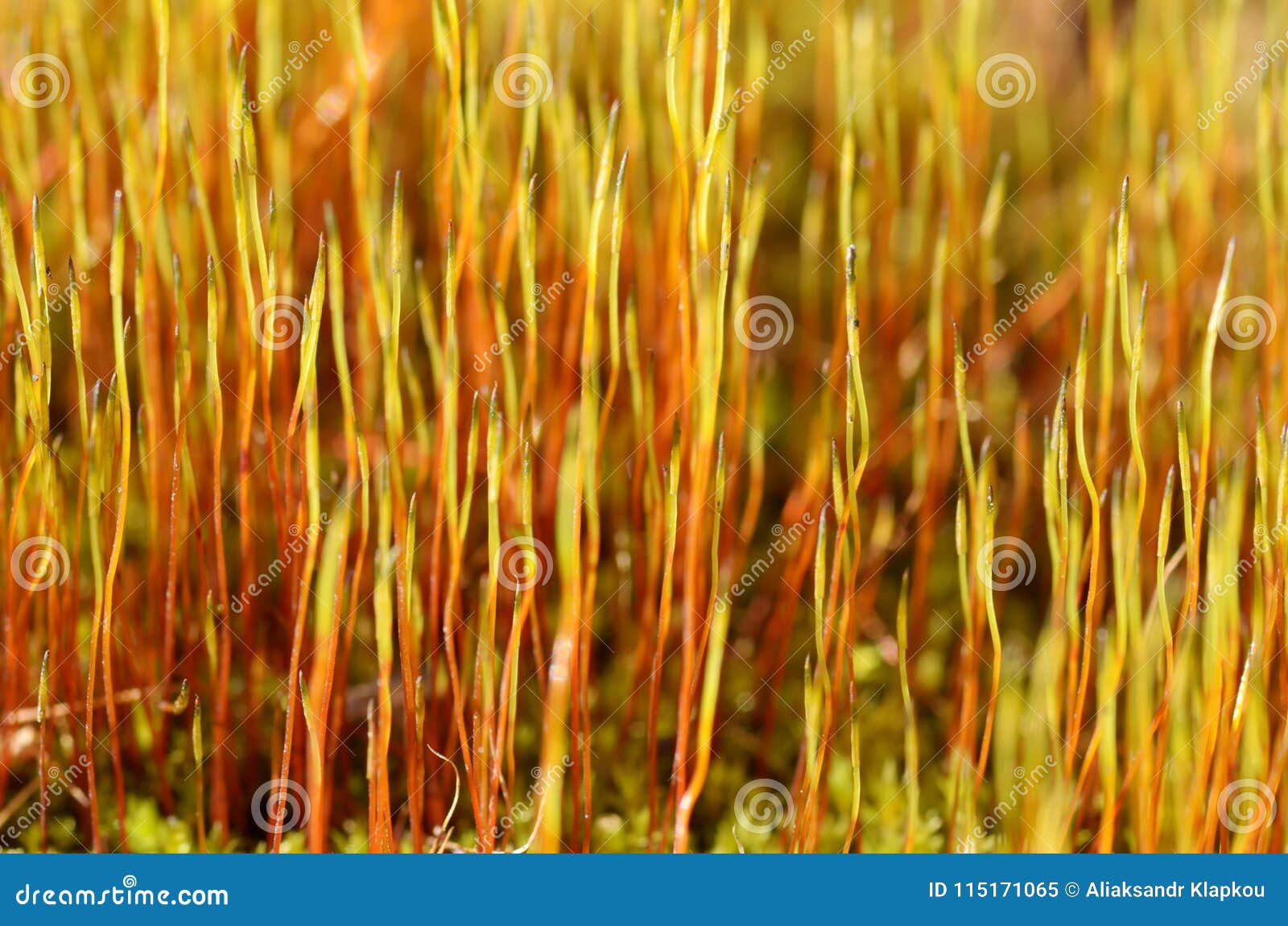 Thin stems of moss. stock image. Image of fresh, biology - 115171065