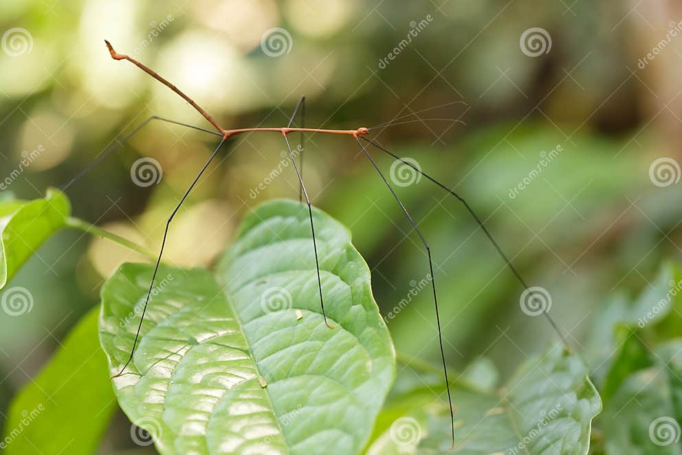 Thin stick insect stock image. Image of malaysia, brown - 25454949