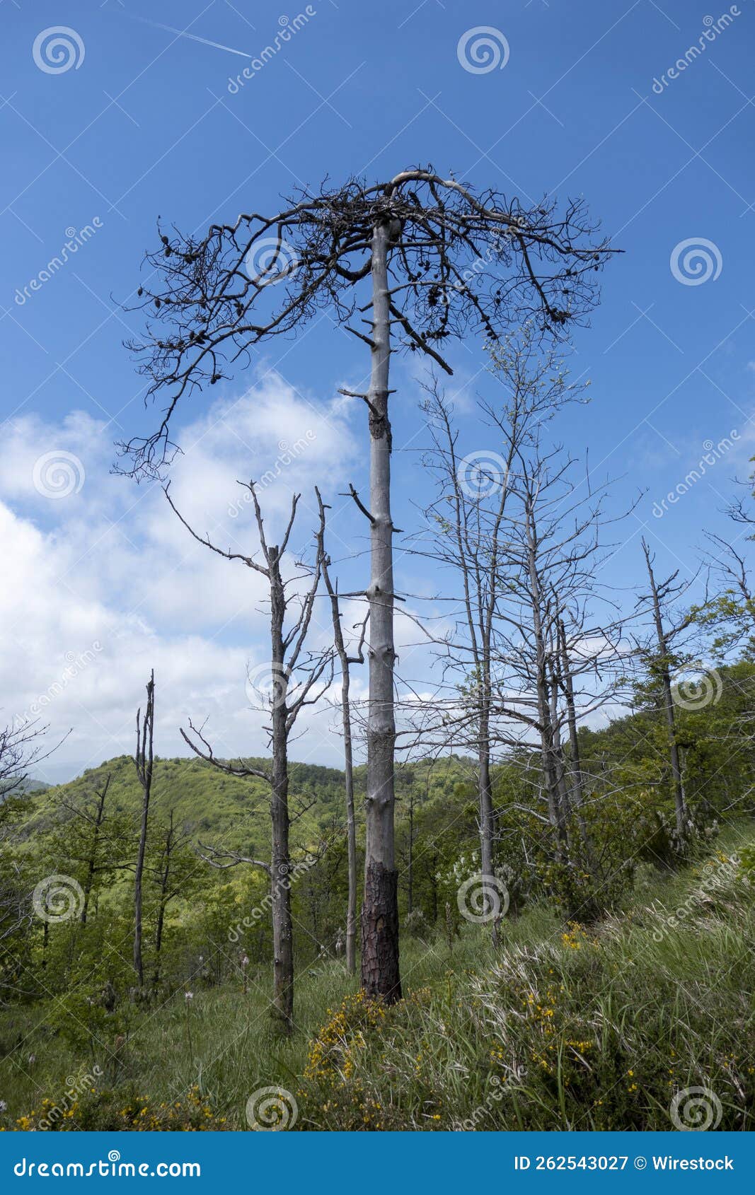 Thin Tall Pine Tree in a Forest Stock Image - Image of branches, tree ...