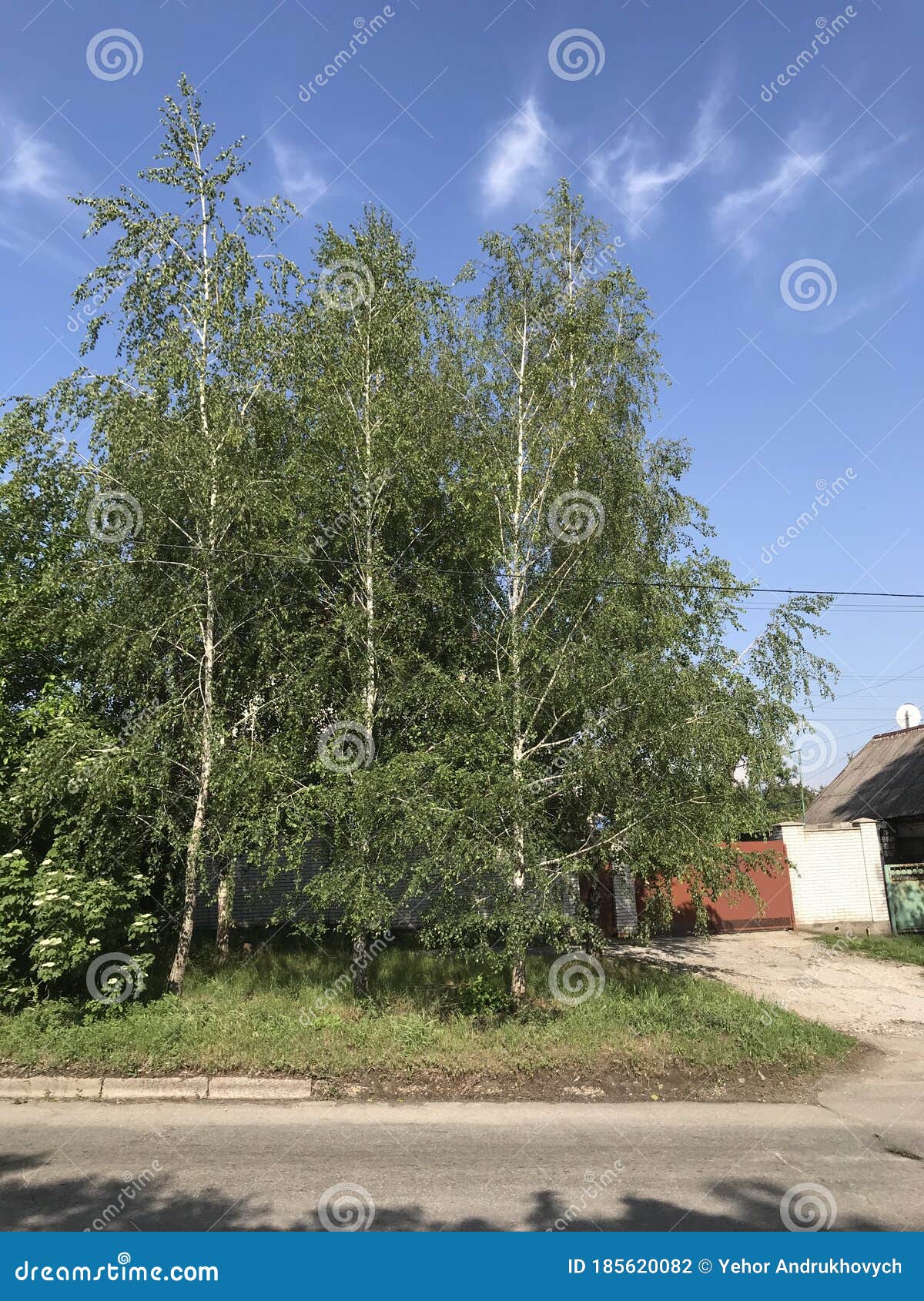 Thin Tall Trees on the Side of the Road Against the Sky and Clouds ...