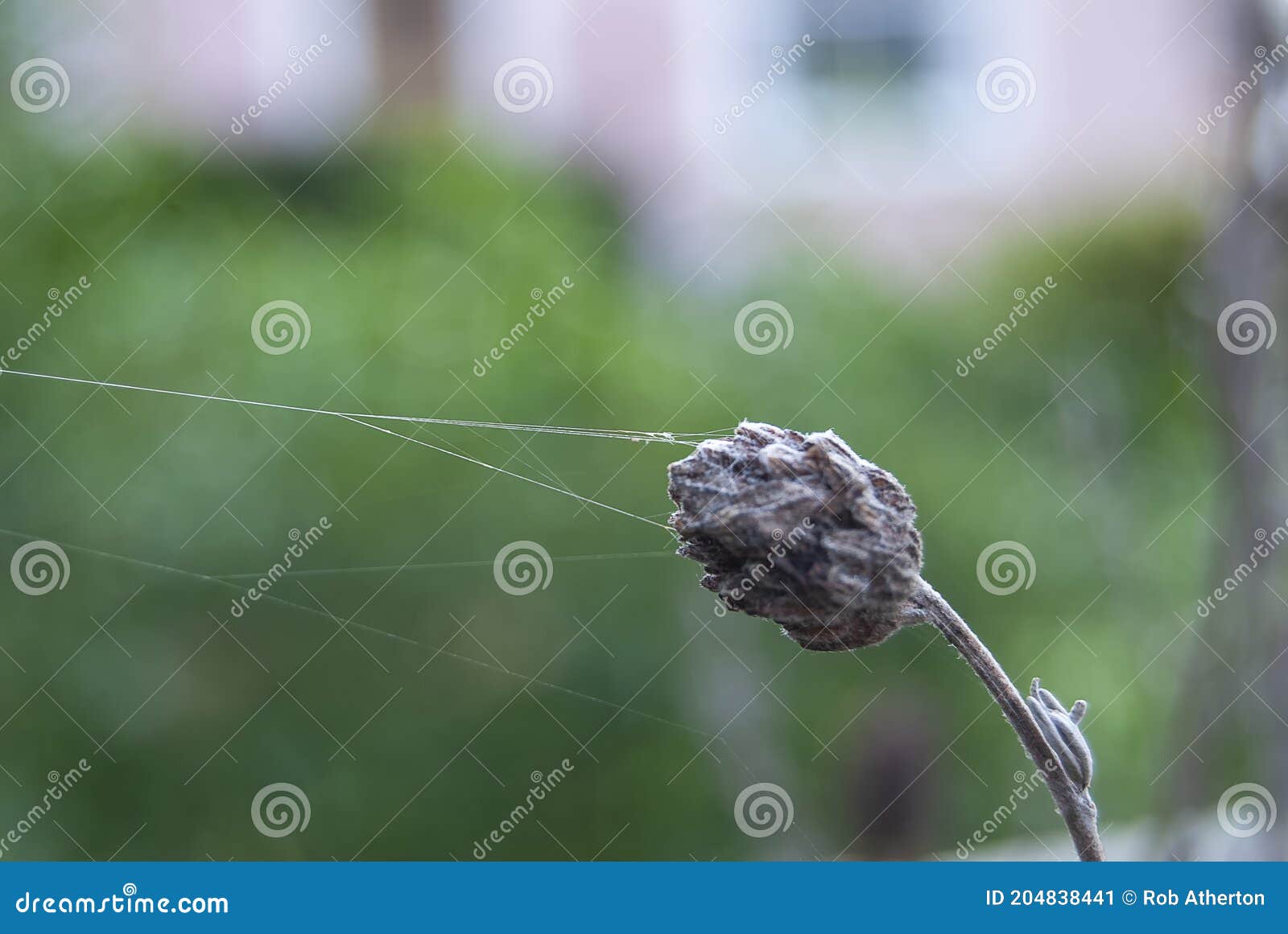 Garden Spiders England Stock Photos - Free & Royalty-Free Stock Photos ...