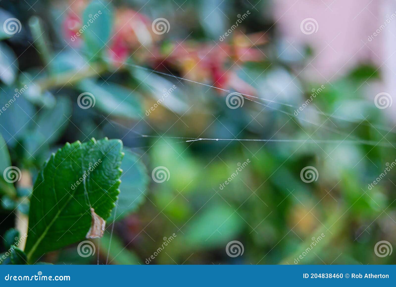 A Thin Thread of a Spiders Web in a Garden Stock Photo - Image of macro ...
