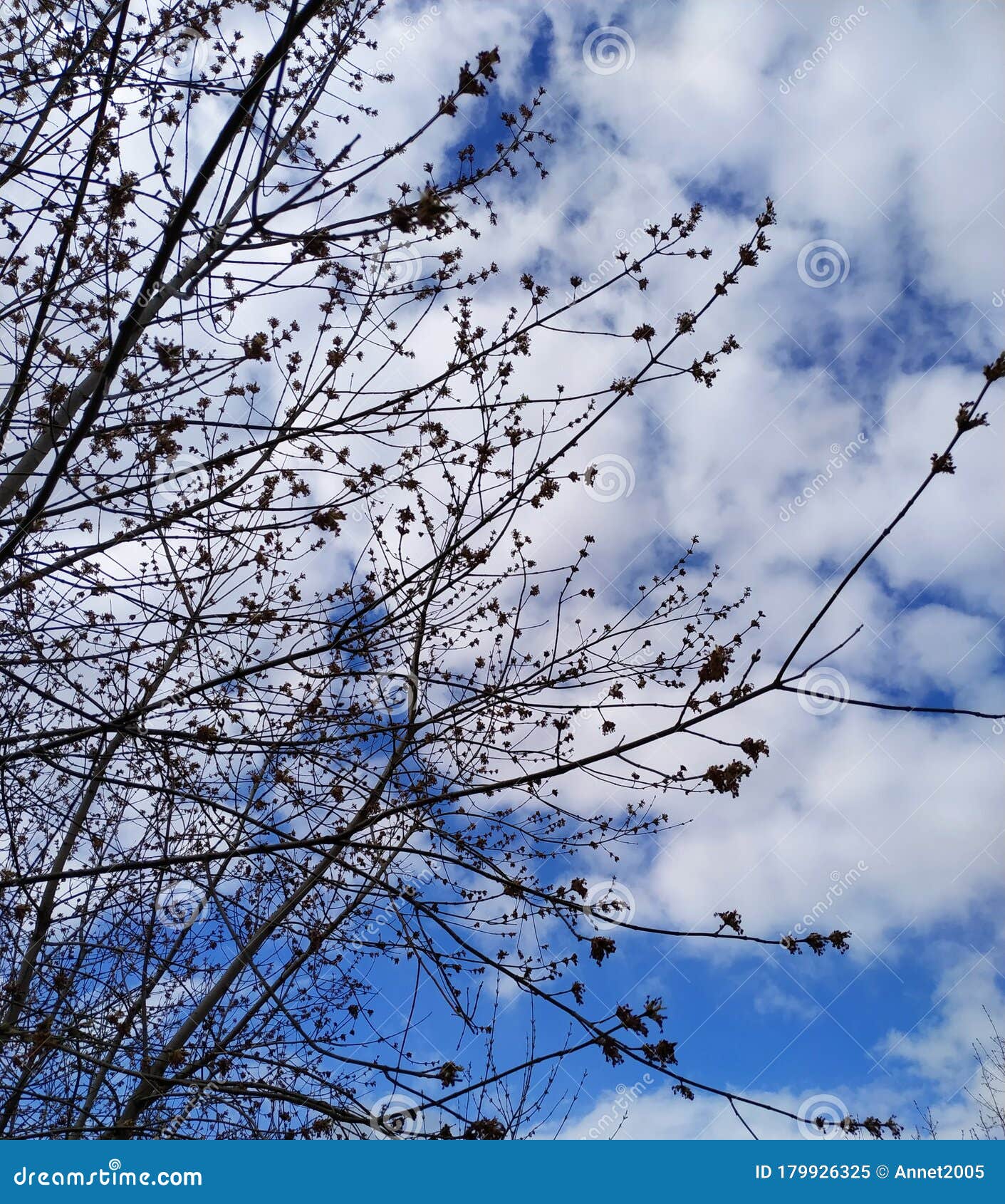 Tree Branches Against Blue Sky Stock Image - Image of petal, bright ...