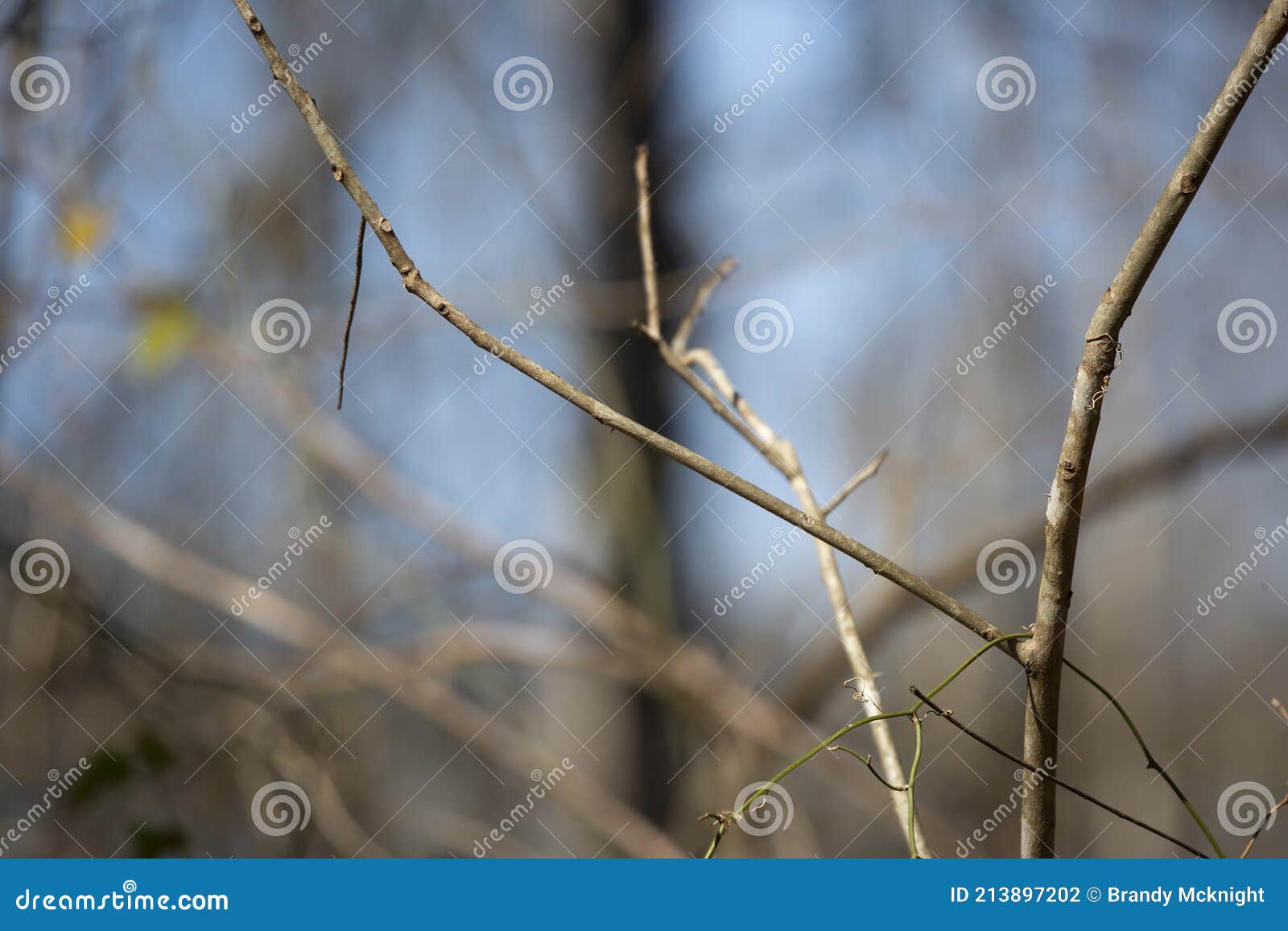 Thin, Tree Limbs stock photo. Image of deciduous, bald - 213897202