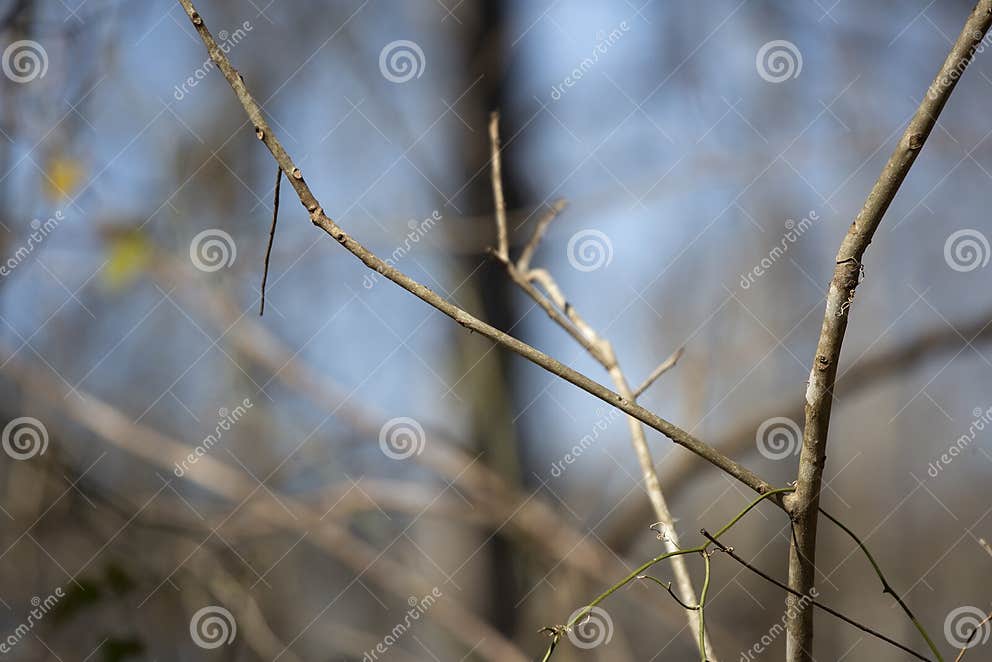 Thin, Tree Limbs stock photo. Image of deciduous, bald - 213897202