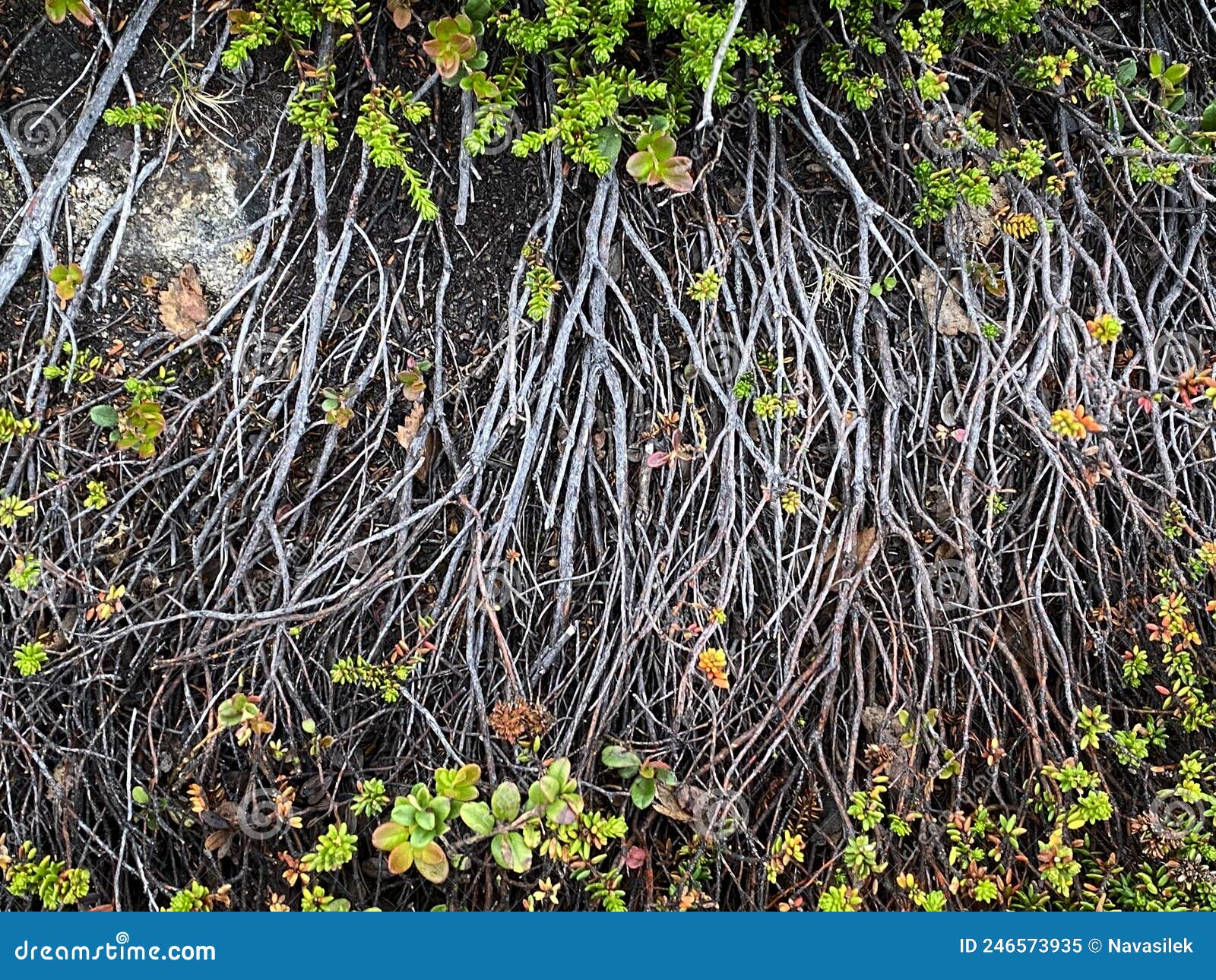 Thin Tree Roots Hang Vertically among the Greenery Stock Image - Image ...