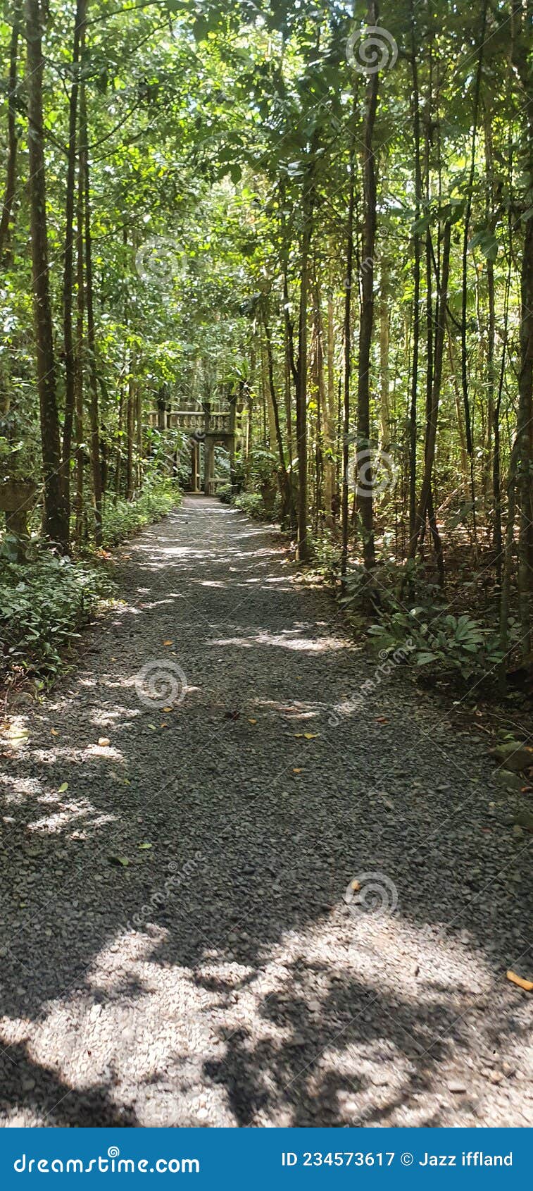 THIN TREE TRUNK TRAIL. stock image. Image of jungle - 234573617