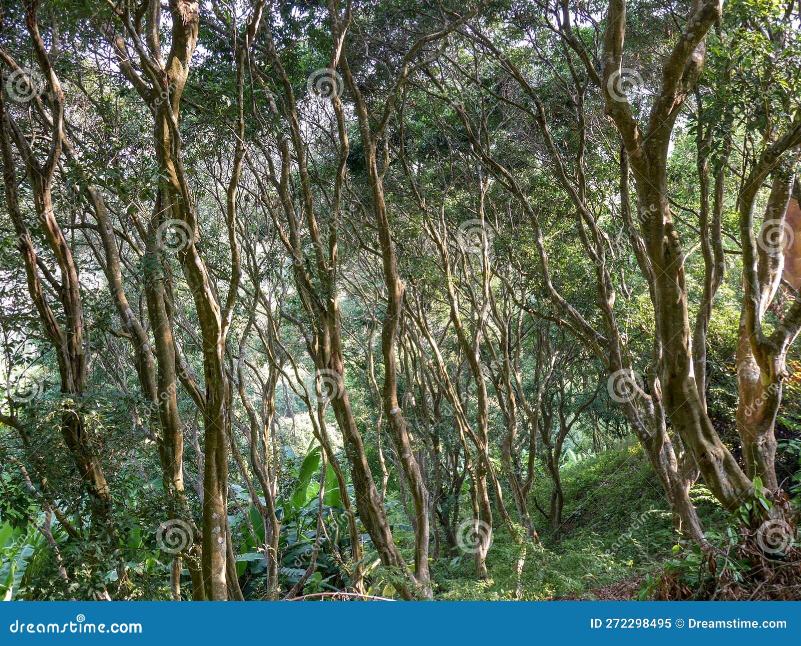 Sloping mountain forest stock image. Image of vegetation - 272298495