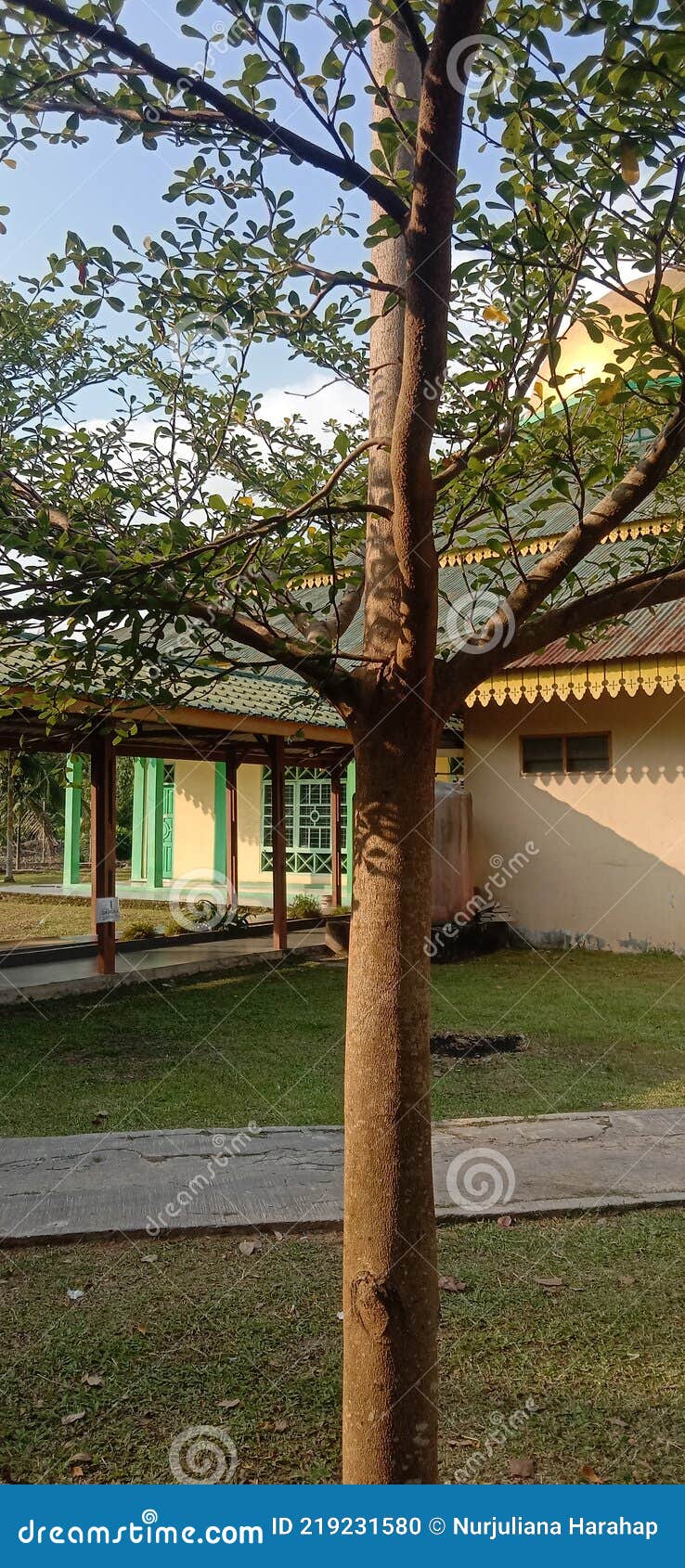 Thin tree trunks up close stock photo. Image of brown - 219231580