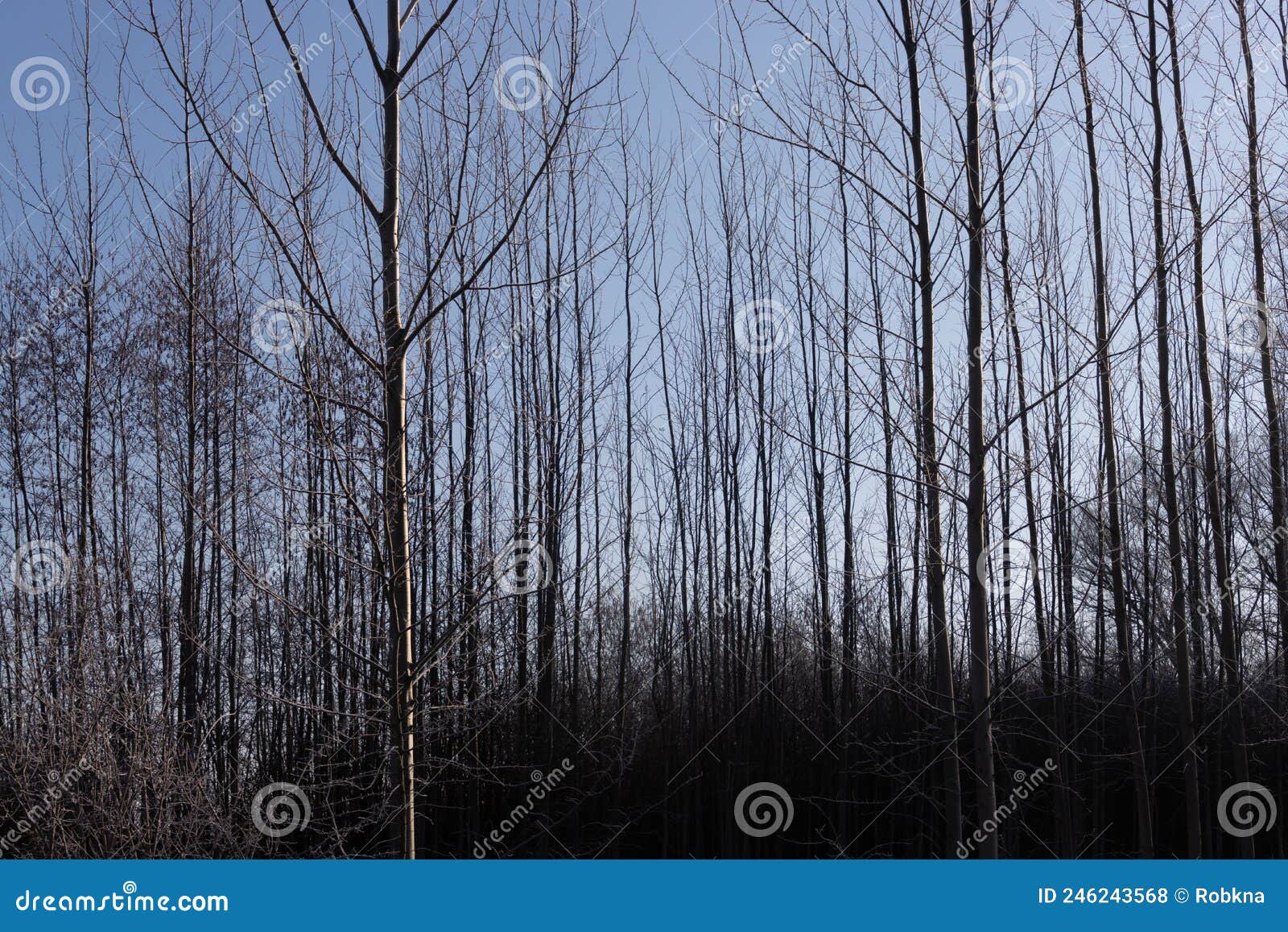 Thin Tree Trunks for Vertical Natural Background Stock Photo - Image of ...