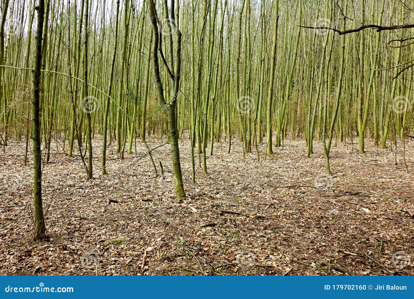 Thin tree trunks stock photo. Image of landscape, slim - 179702160