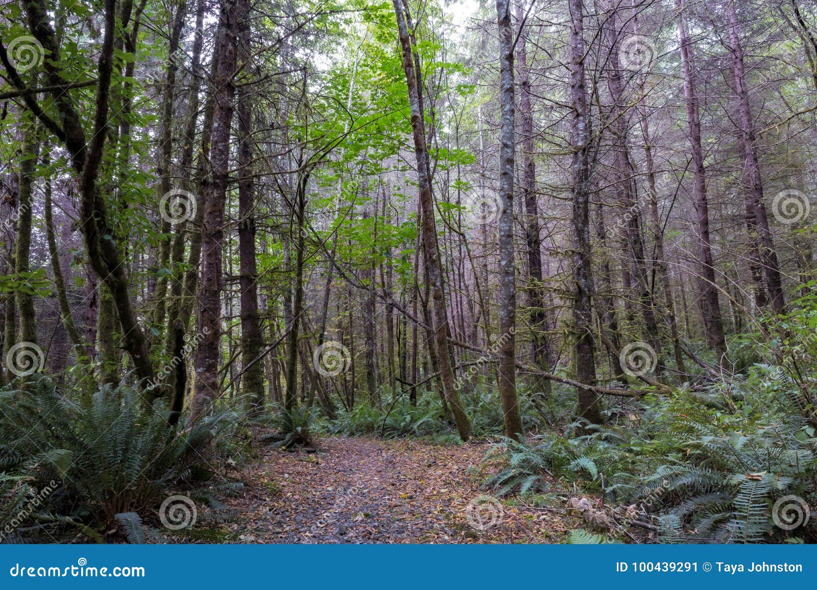 Thin Trees Along Forest Path Stock Image - Image of pacific, plant ...