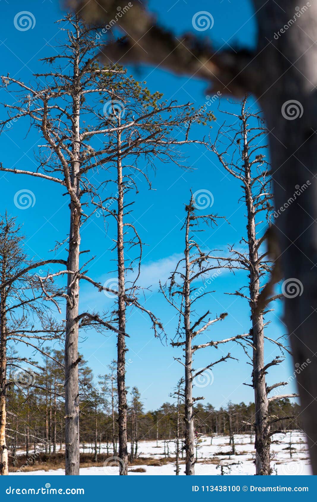 Thin Trees with Branches on Blue Sky Background Stock Photo - Image of ...