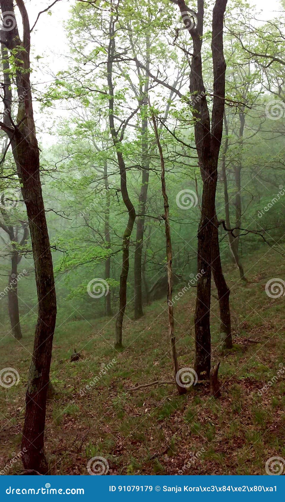 Thin trees stock image. Image of breathe, leaves, nature - 91079179