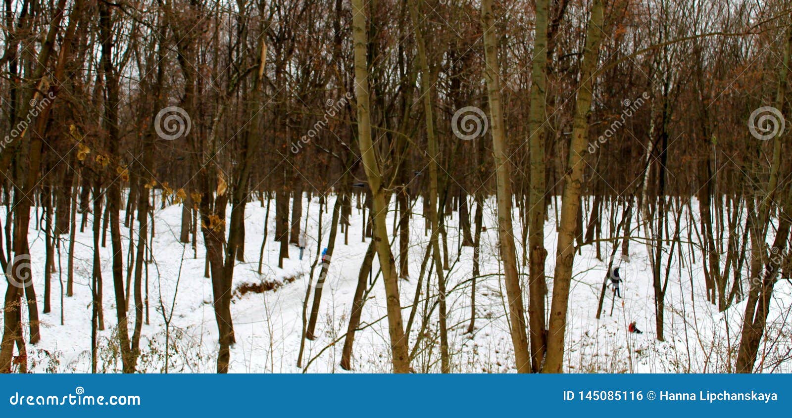 Winter Park with Thin Trees and Snow Stock Photo - Image of forest ...