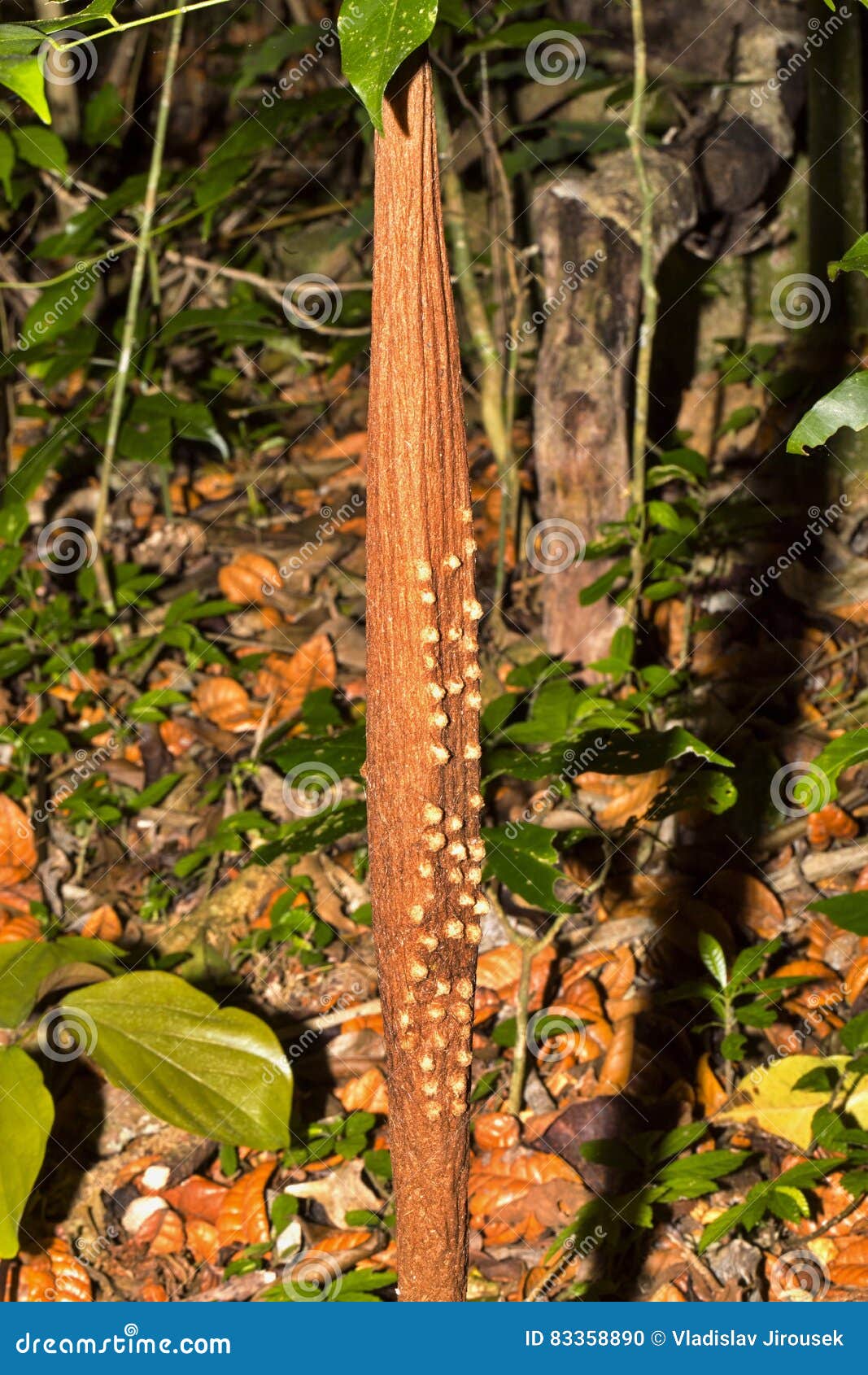 The Trunk Of Tropical Tree. Visible Big Roots With A Beautiful Complex ...