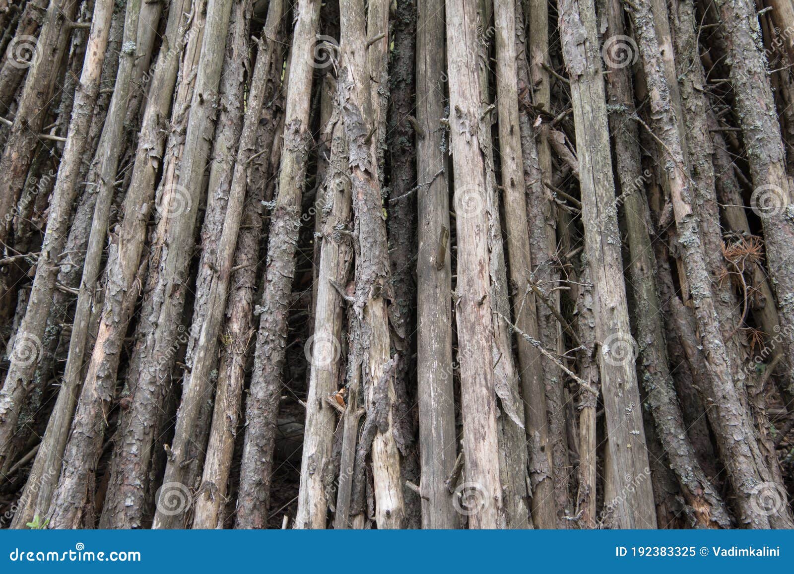 Thin Trunks of Forest Trees in a Bunch. Stock Image - Image of pattern ...