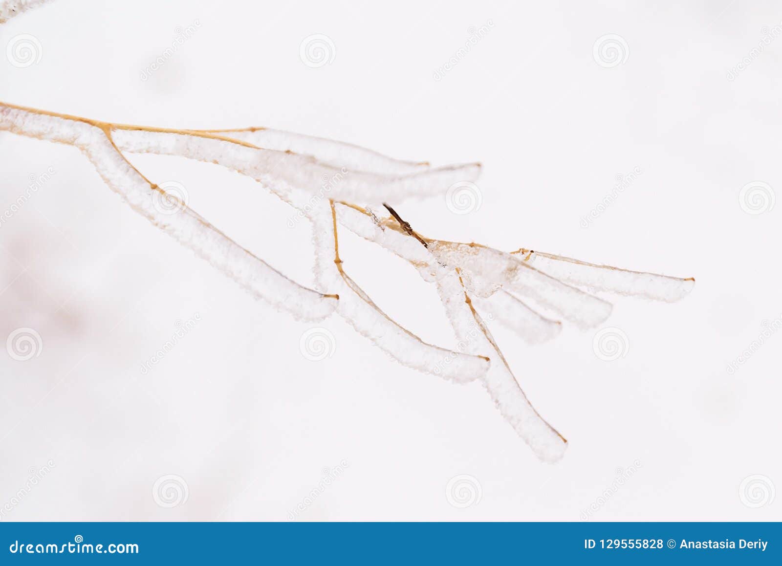 Thin Twig Covered with a Thick Layer of Ice on a Light Background Stock ...