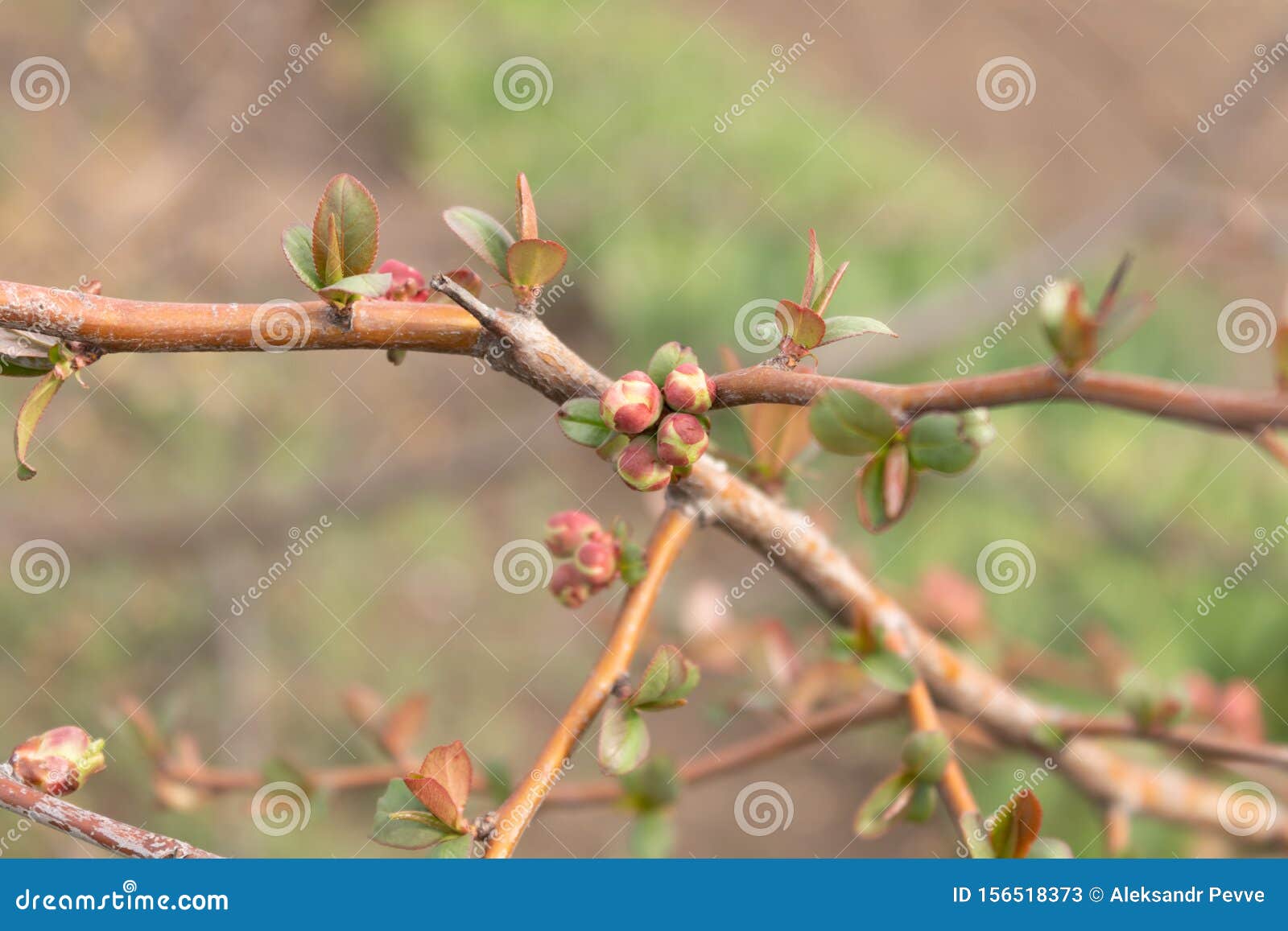 A Thin Twig of a Tree with Small Leaves and Unblown Buds in Spring ...