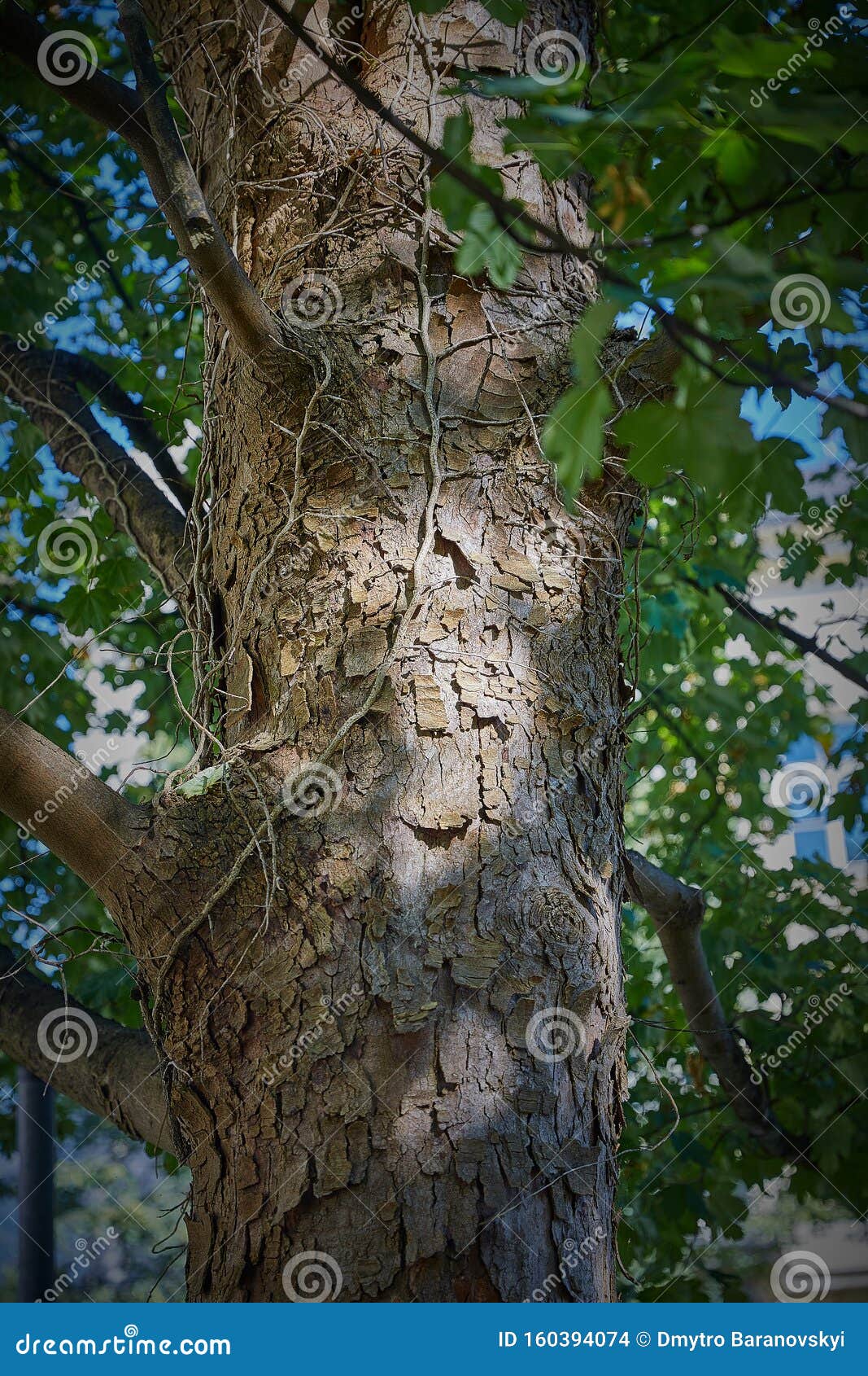 Thin Vine Entangled in a Big Tree Stock Photo - Image of environment ...
