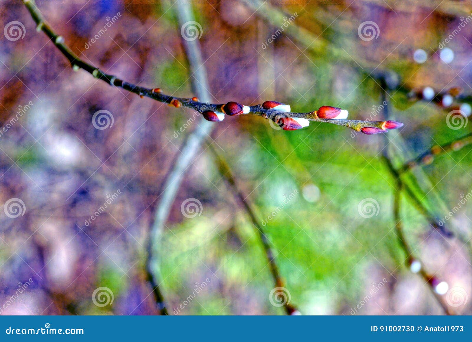 A Thin Willow Branch with Flowering Fluffy Flowers Stock Photo - Image ...