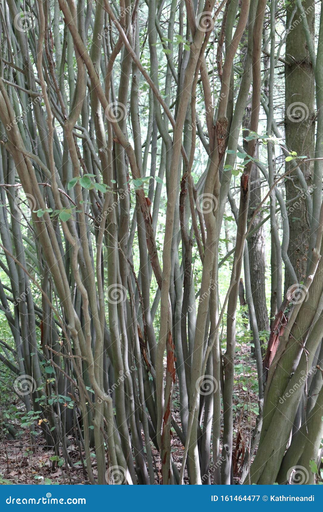 Thin Wood Branches Thicket Texture of the Wild Forest Stock Image ...
