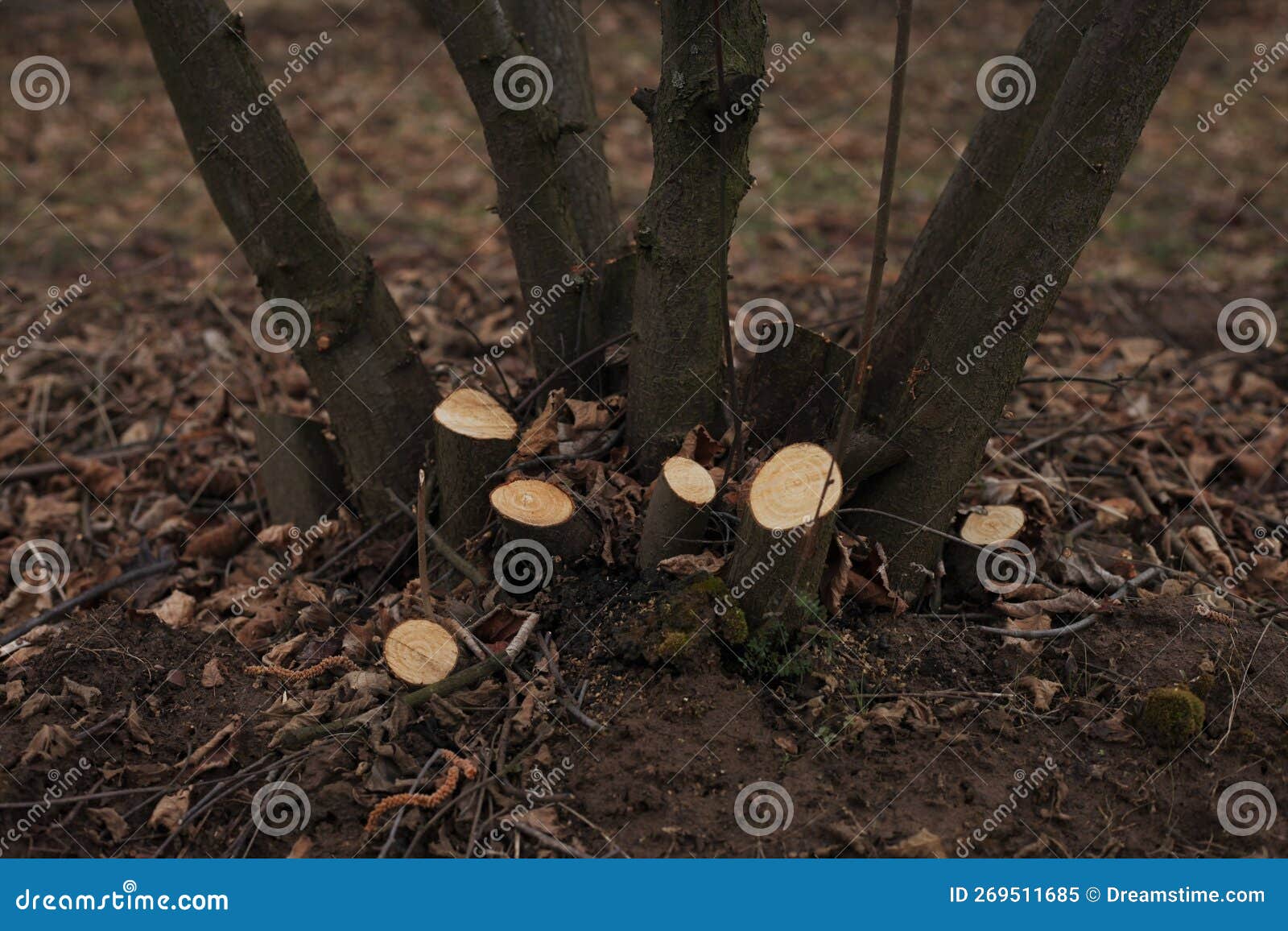Thin Wood Growing from the Same Node Stock Image - Image of wood ...