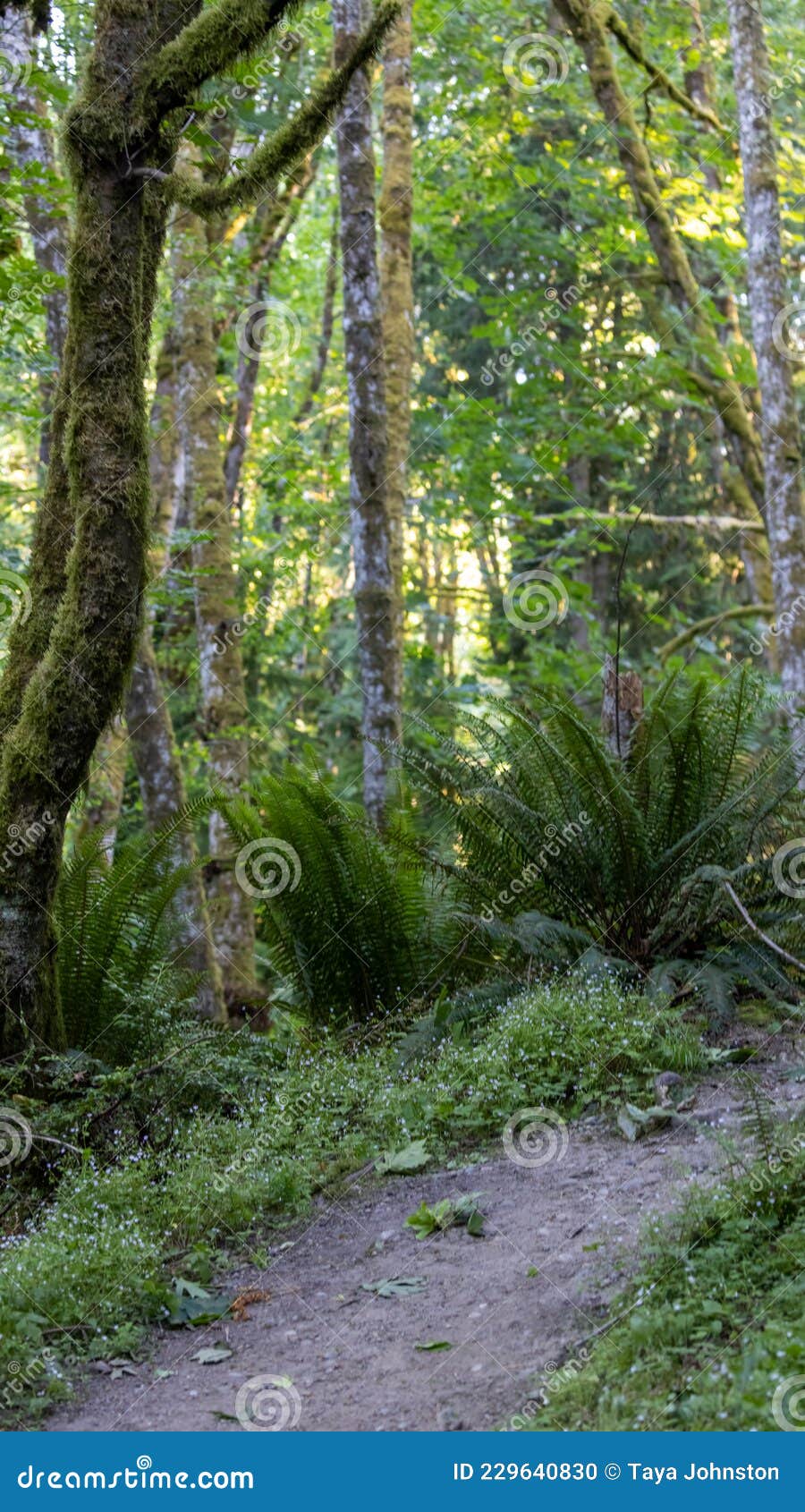 Thin Worn Dirt Path through Thick Forest Stock Photo - Image of moss ...