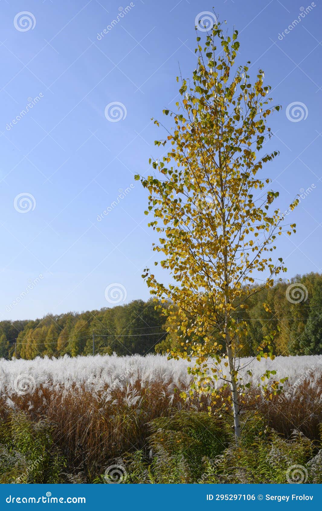 A Thin Young Birch Tree in Front of a Field of Miscanthus with White ...