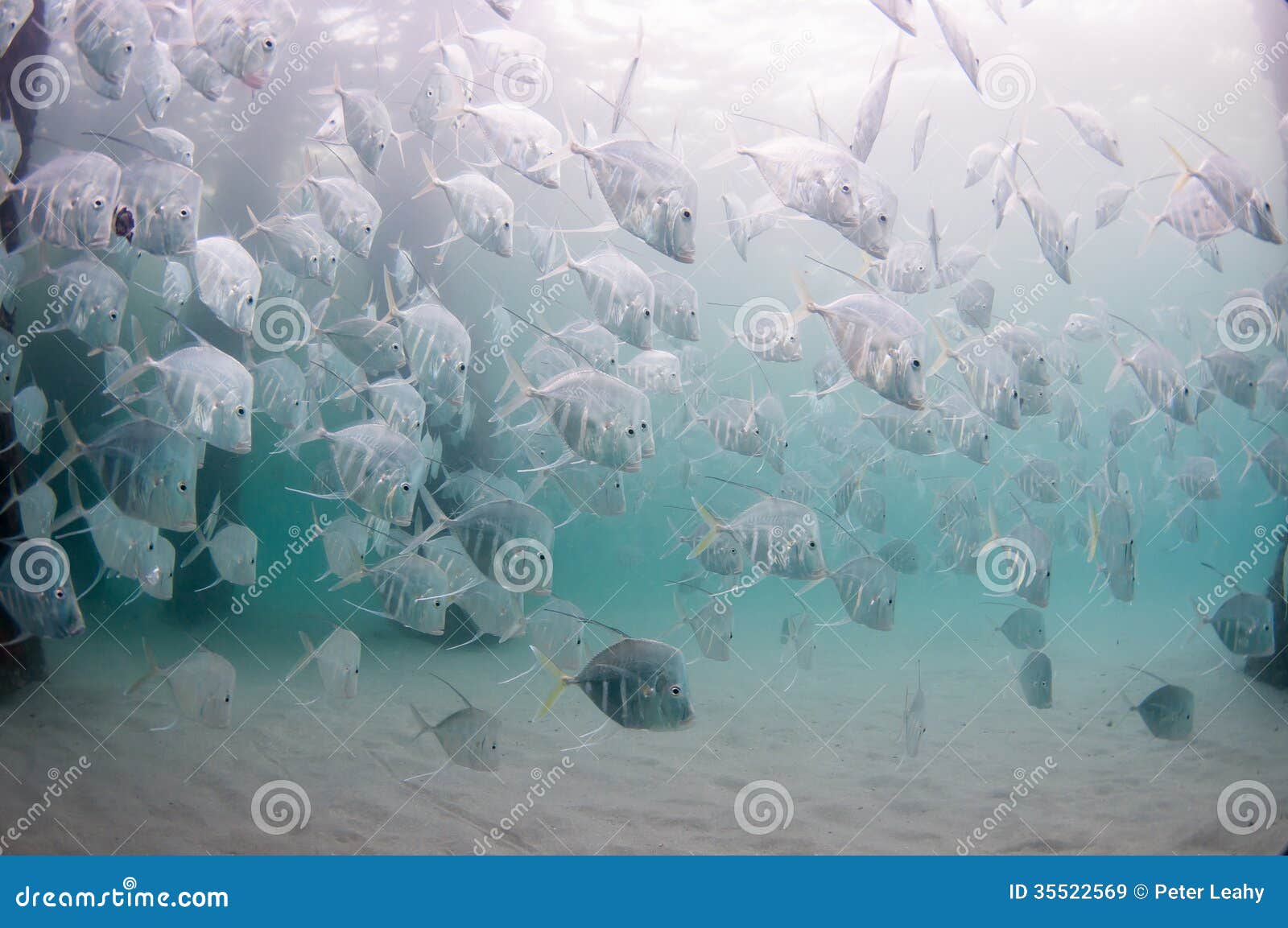 The Things You Can See Underwater Stock Image - Image of reef, scuba ...