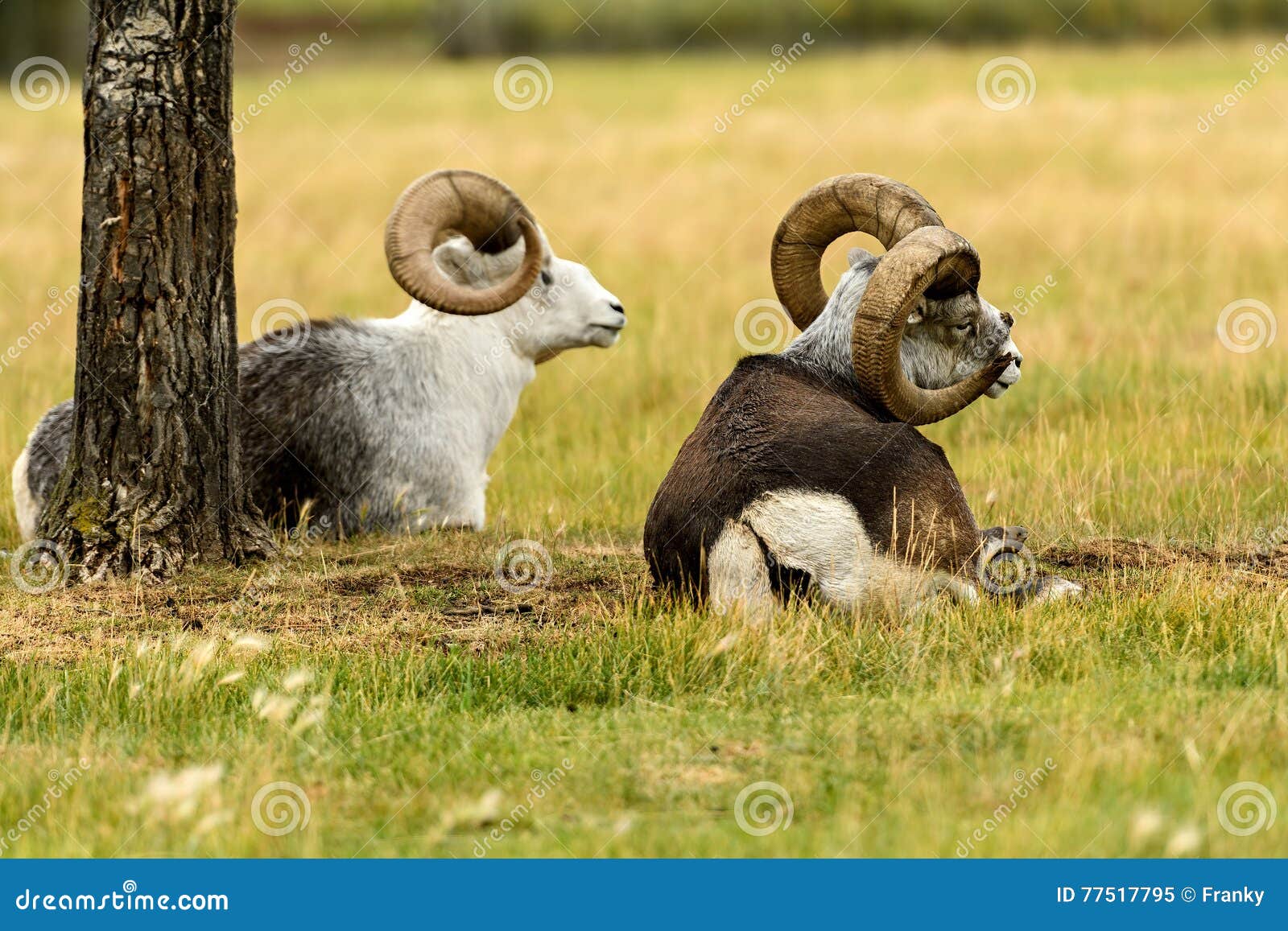 Thinhorn Sheep (Ovis Dalli) in Yukon Stock Image - Image of native ...
