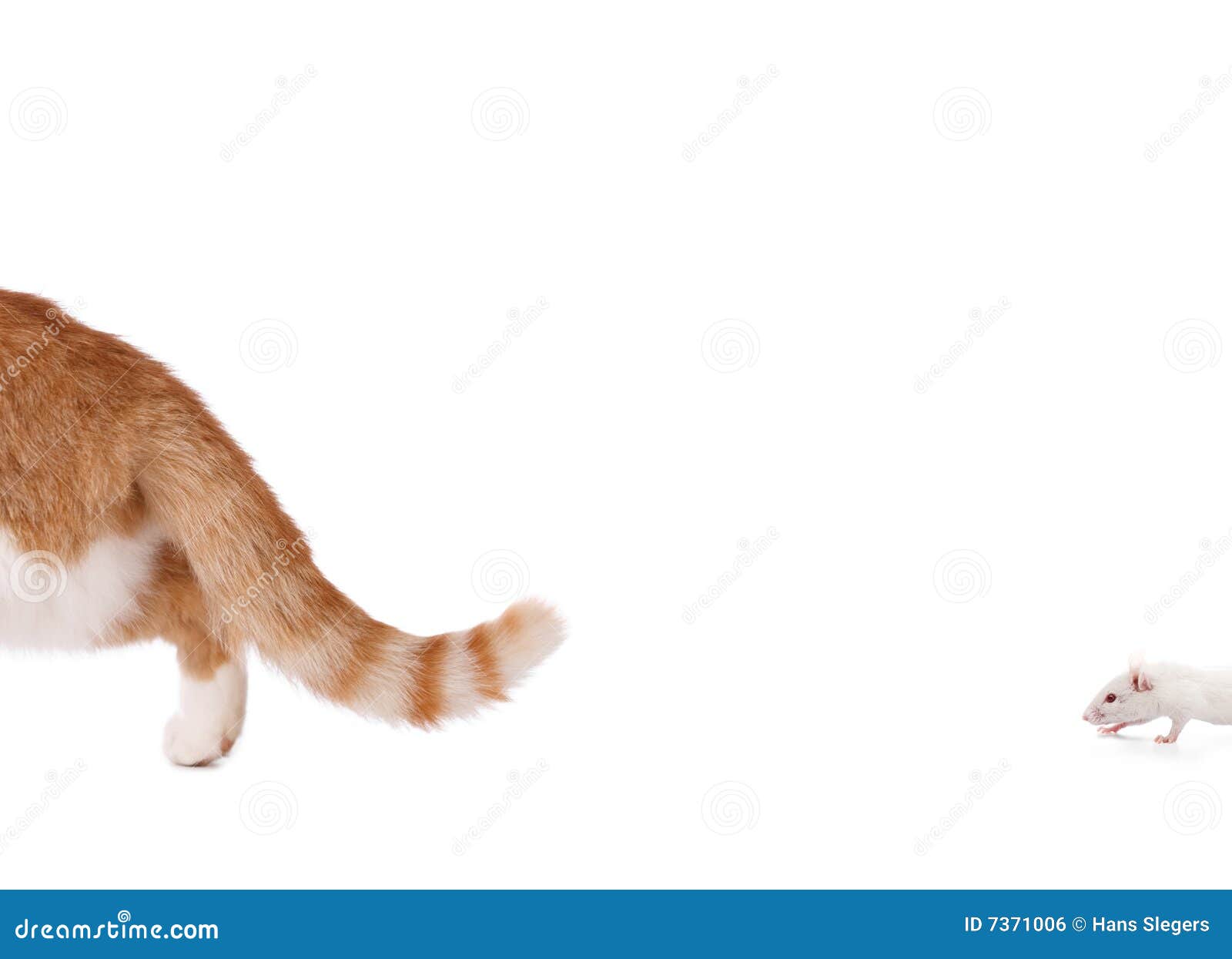 Afraid Cat, Sneaking And Peeking Out From Behind The Door Royalty-Free ...