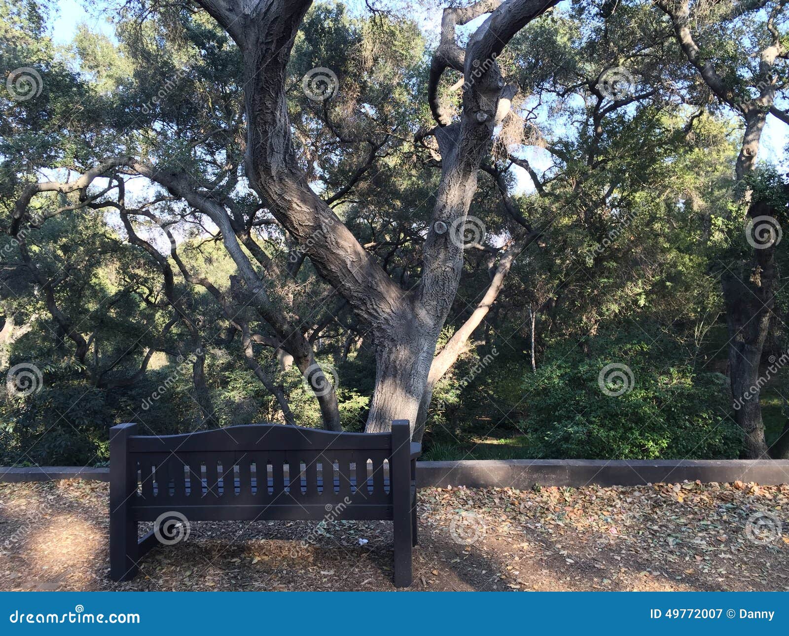 Think of Nature stock image. Image of view, think, forrest - 49772007