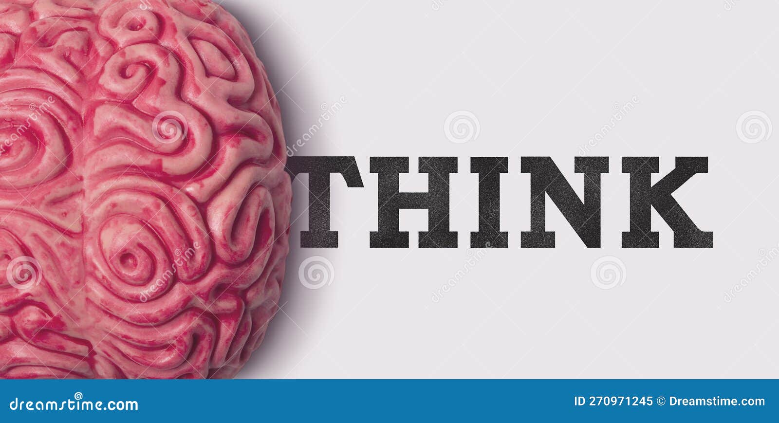 Think Word Next To A Human Brain Model Stock Image | CartoonDealer.com ...