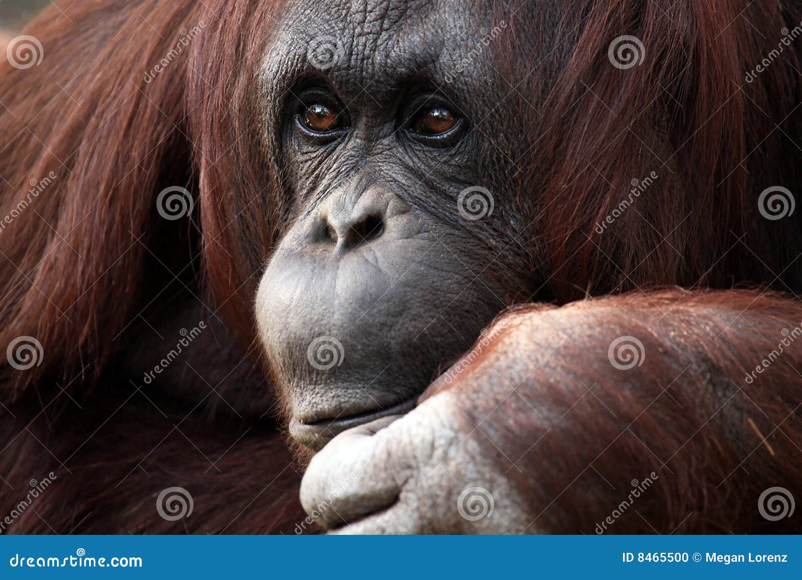 The Thinker stock photo. Image of staring, primate, wildlife - 8465500